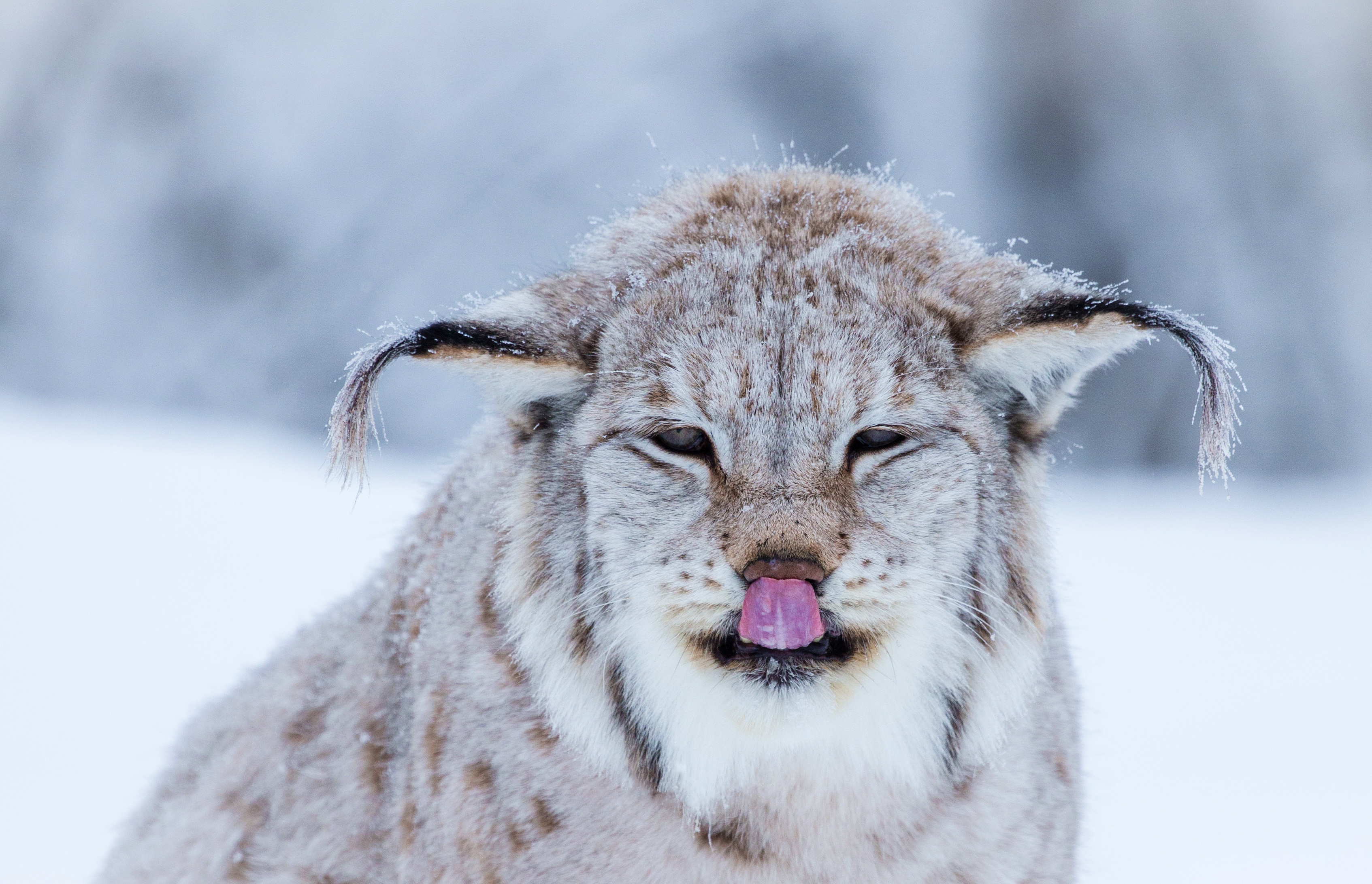 Download Animal Lynx HD Wallpaper
