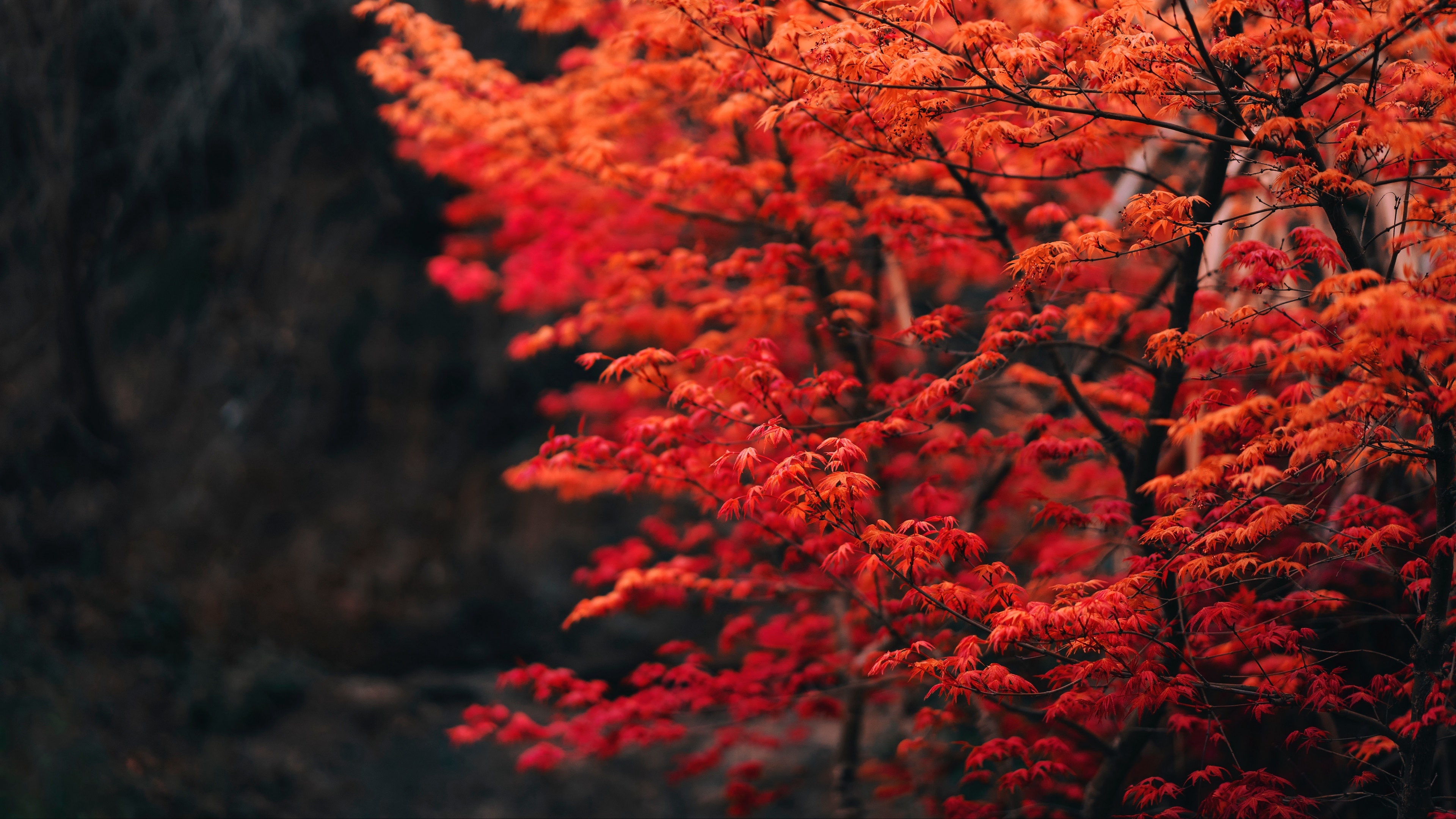 4K Ultra HD Fall Foliage: Nature's Vibrant Autumn Canvas