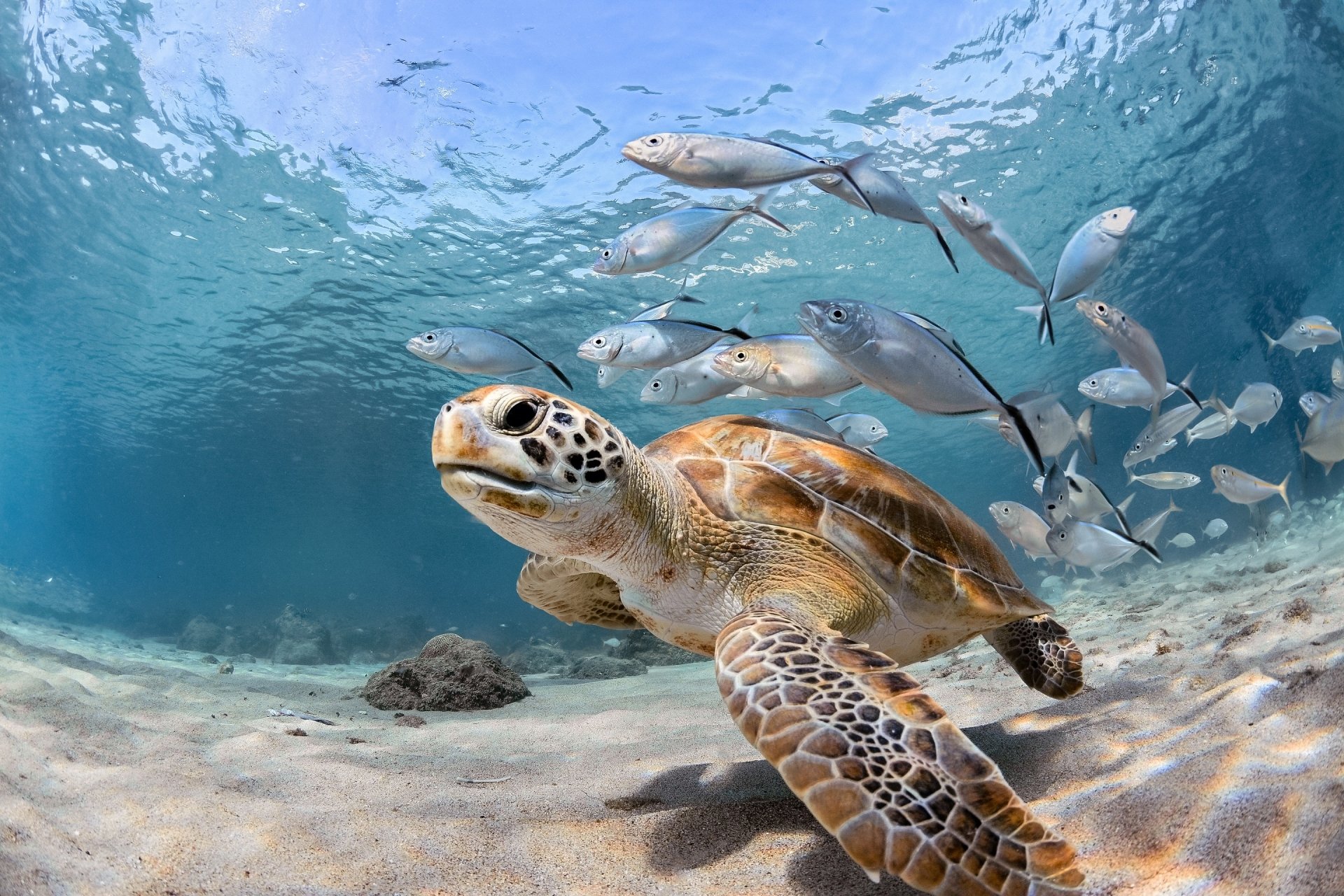 Vibrant Underwater World: Sea Turtle & Fish HD Wallpaper
