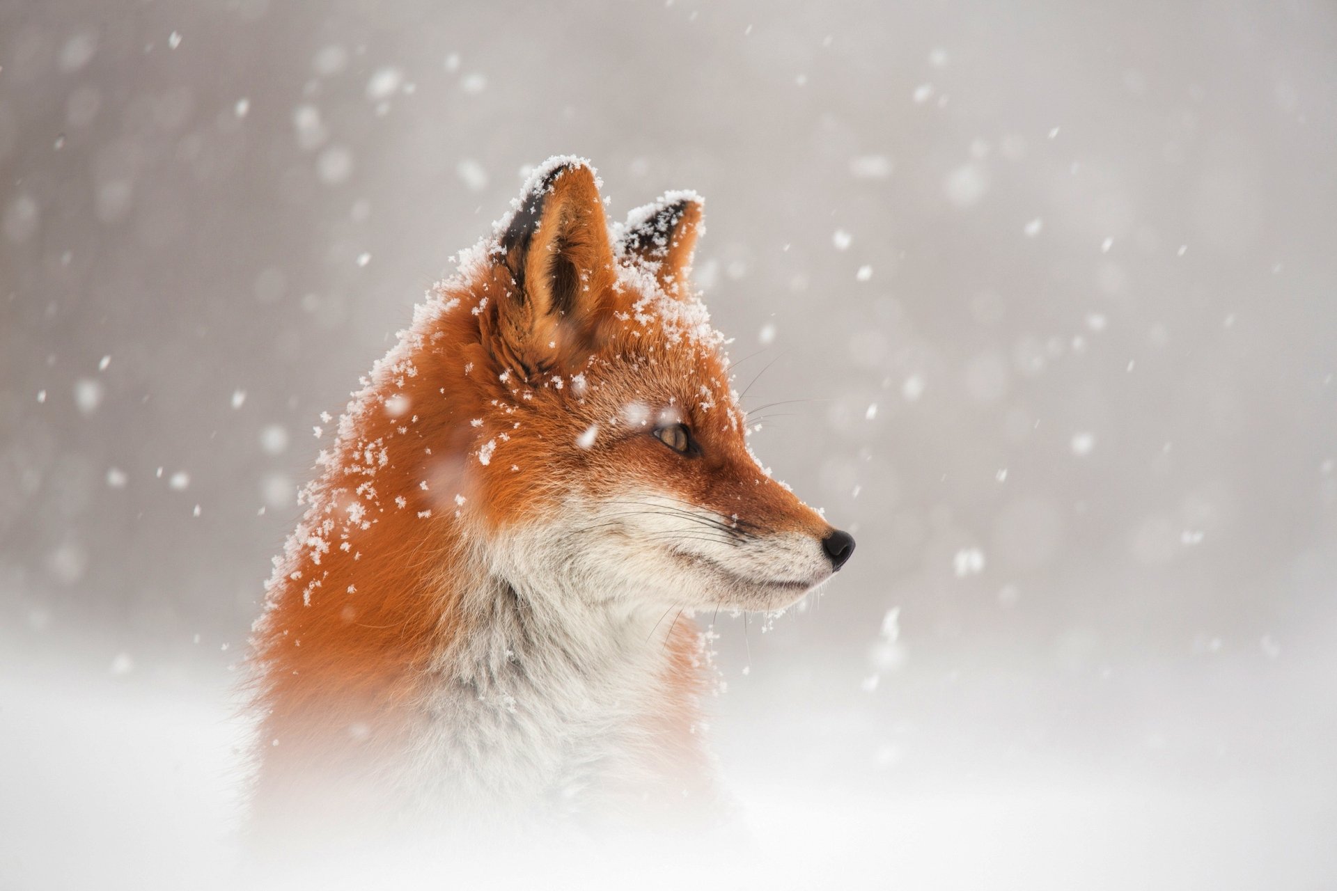 Download Snowfall Animal Fox HD Wallpaper