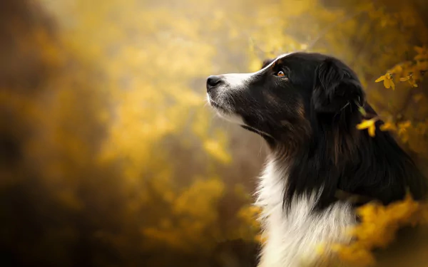 English Shepherd Wallpapers