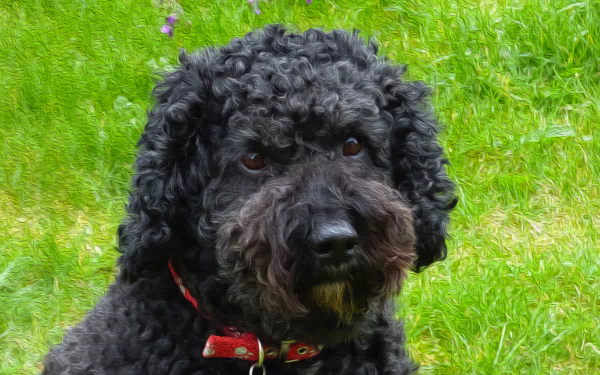 Cockapoo 4k Wallpapers