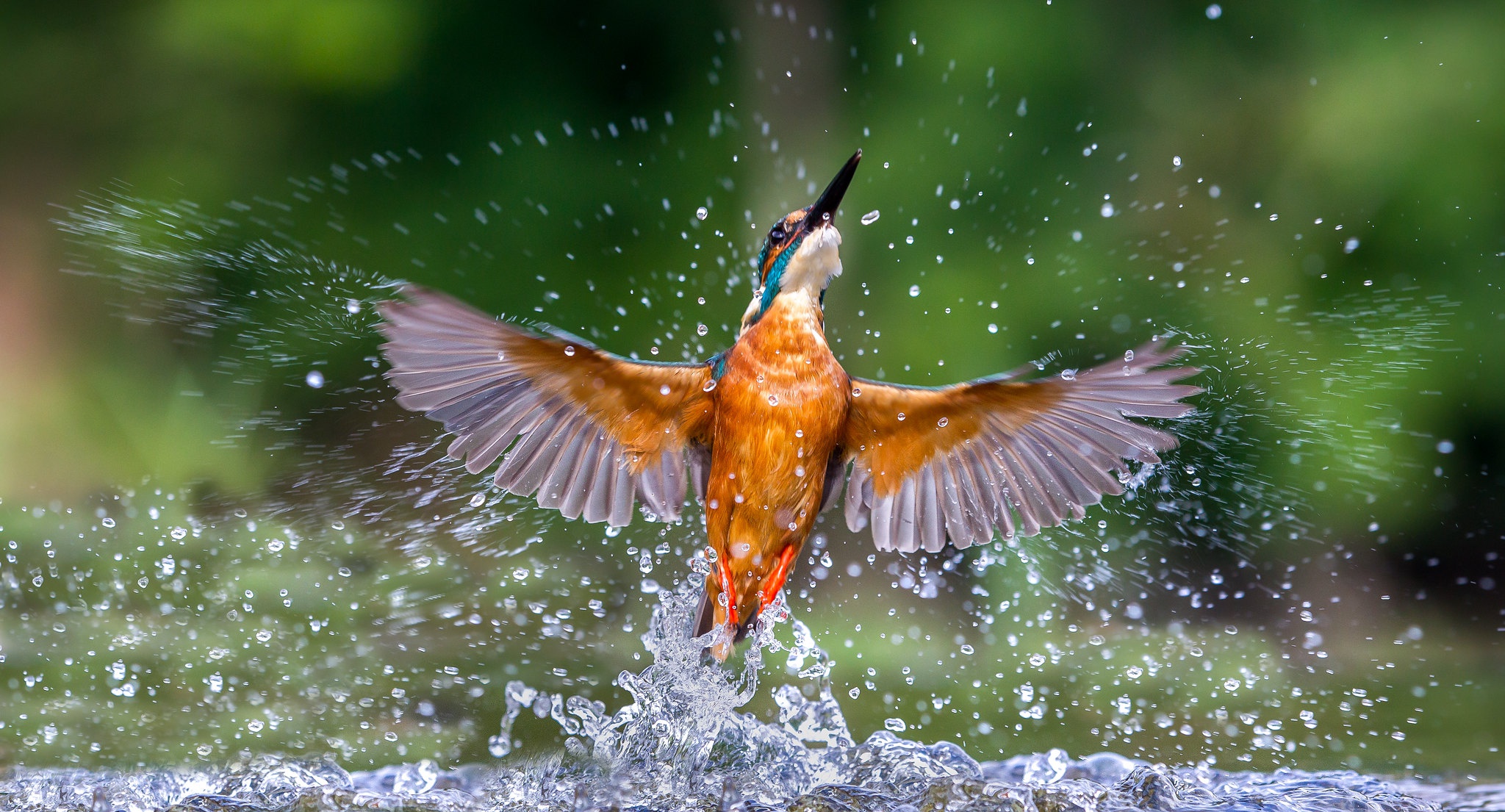 Download Splash Bird Animal Kingfisher HD Wallpaper