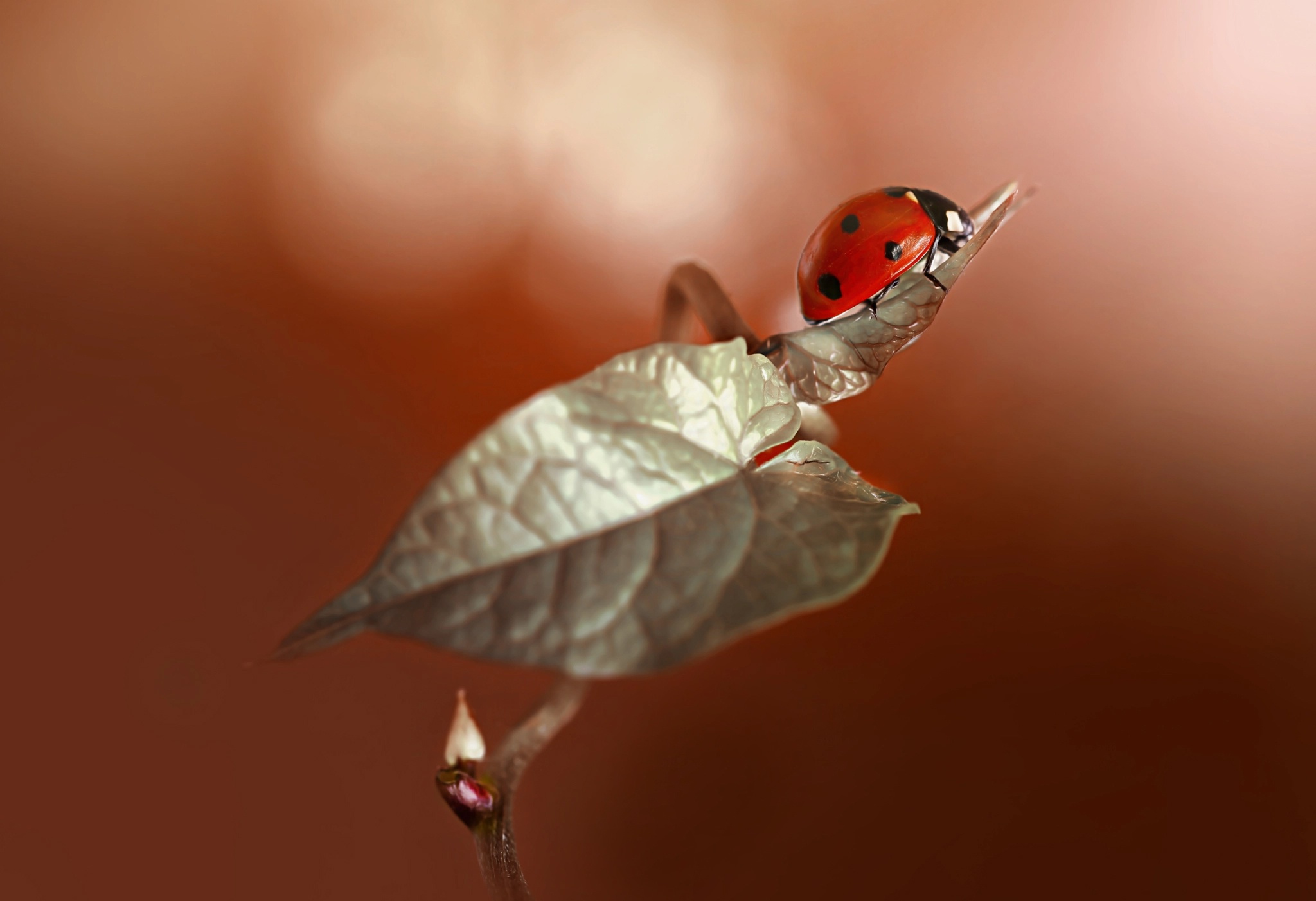 Download Macro Insect Animal Ladybug HD Wallpaper by Rina Barbieri