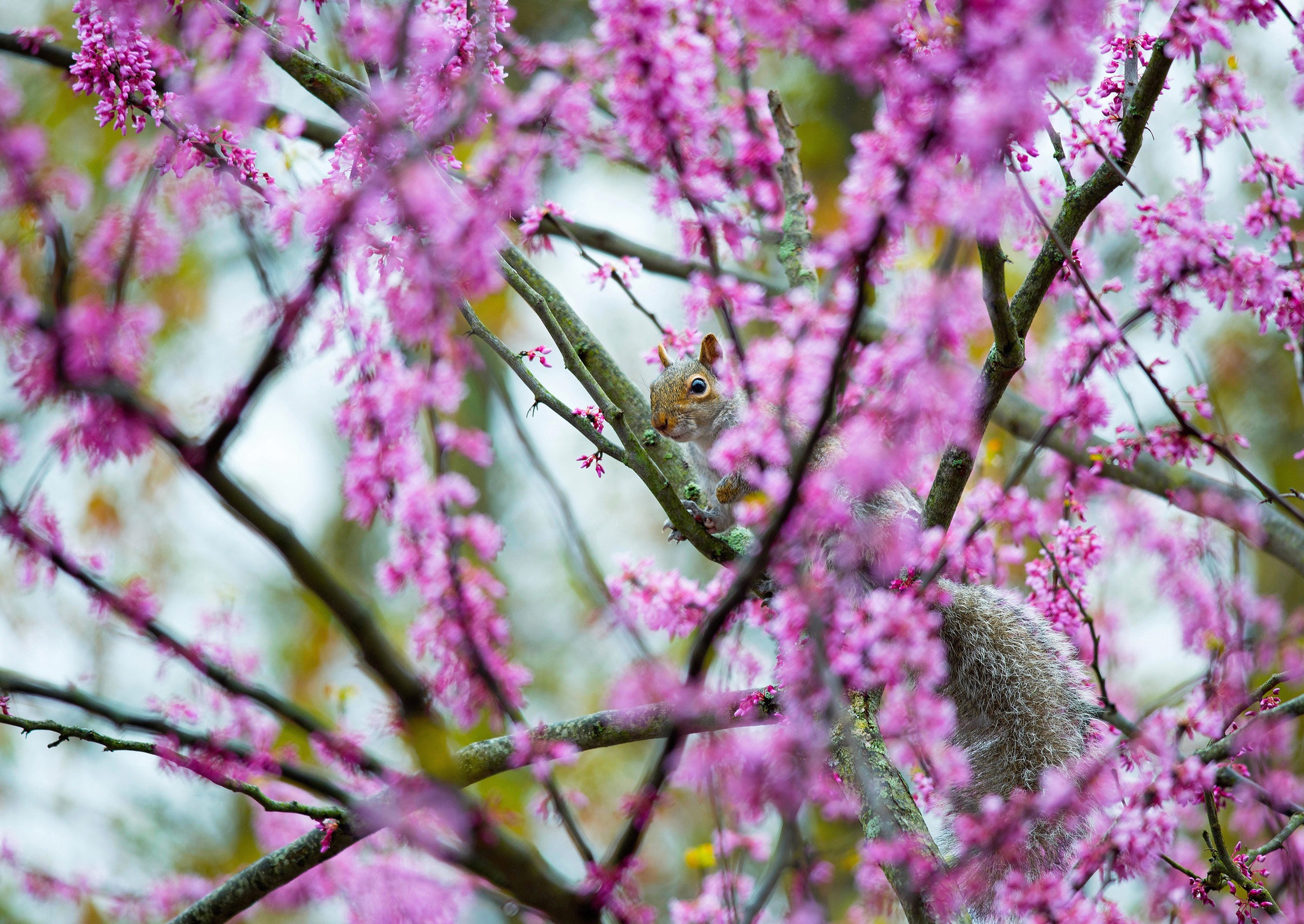 Download Blossom Spring Rodent Animal Squirrel HD Wallpaper