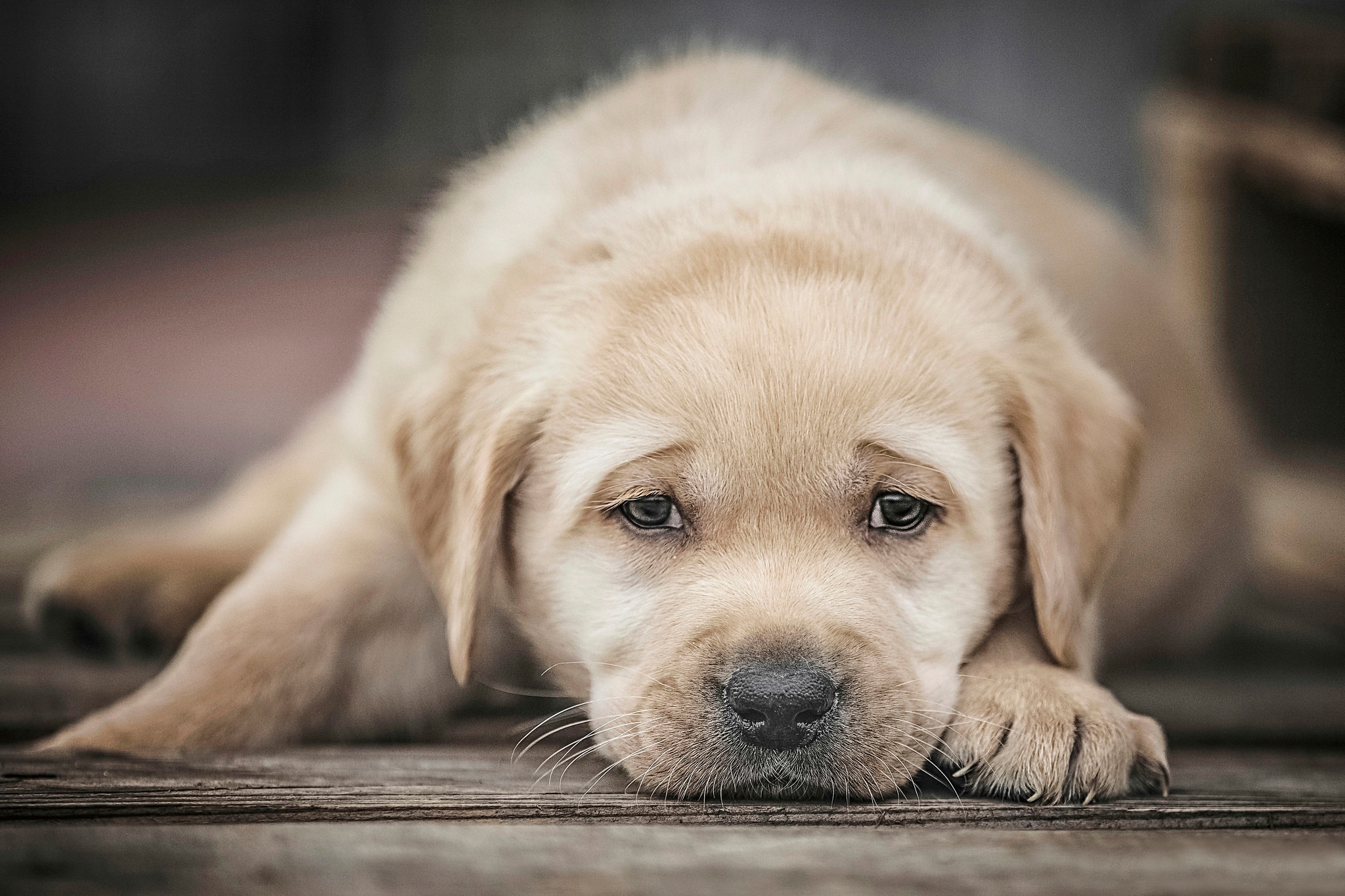 Download Baby Animal Puppy Dog Animal Labrador Retriever HD Wallpaper