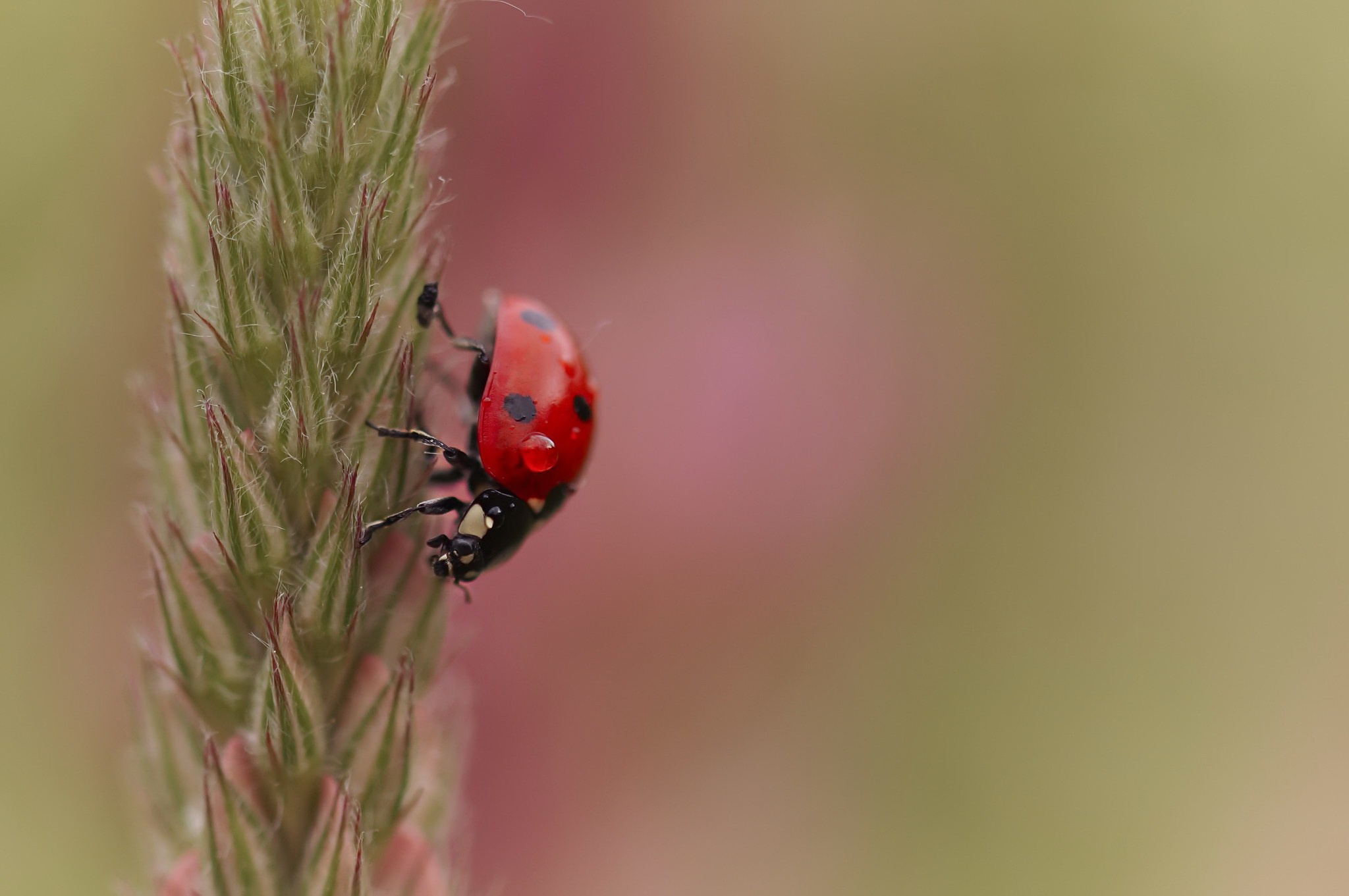 Download Insect Macro Animal Ladybug HD Wallpaper
