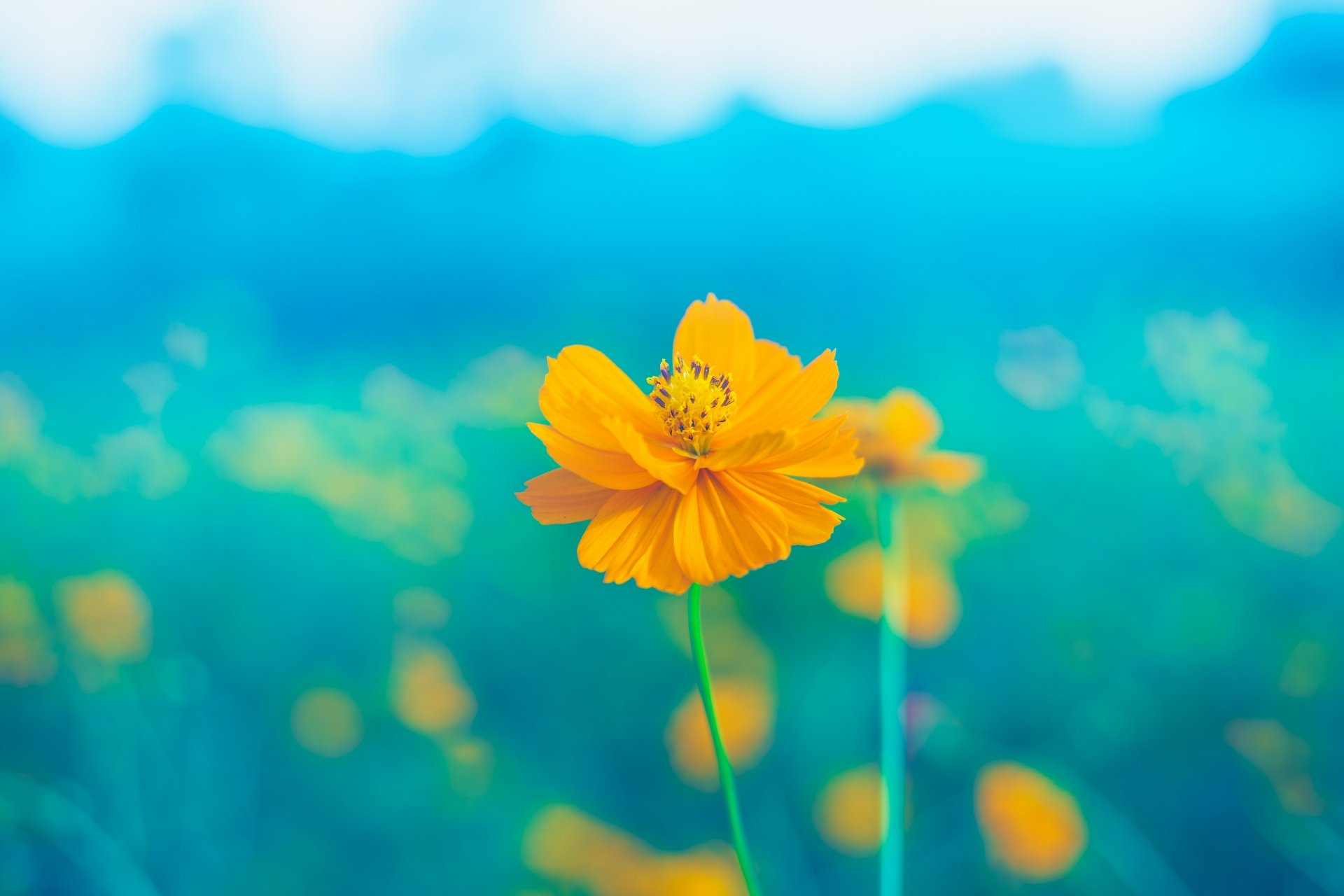 Radiant Yellow Bloom: Stunning 4K Ultra HD Nature Close-Up Wallpaper ...
