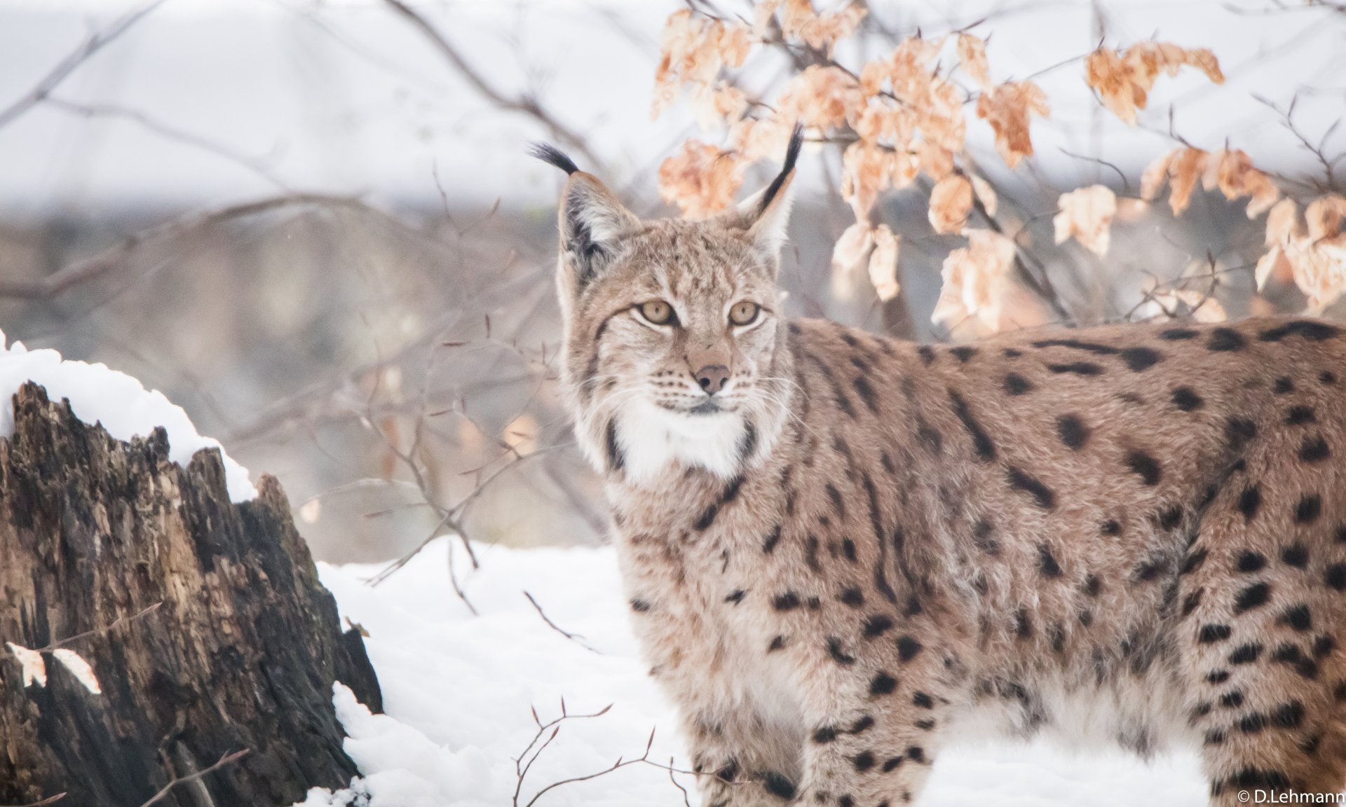 Download Animal Lynx 4k Ultra HD Wallpaper