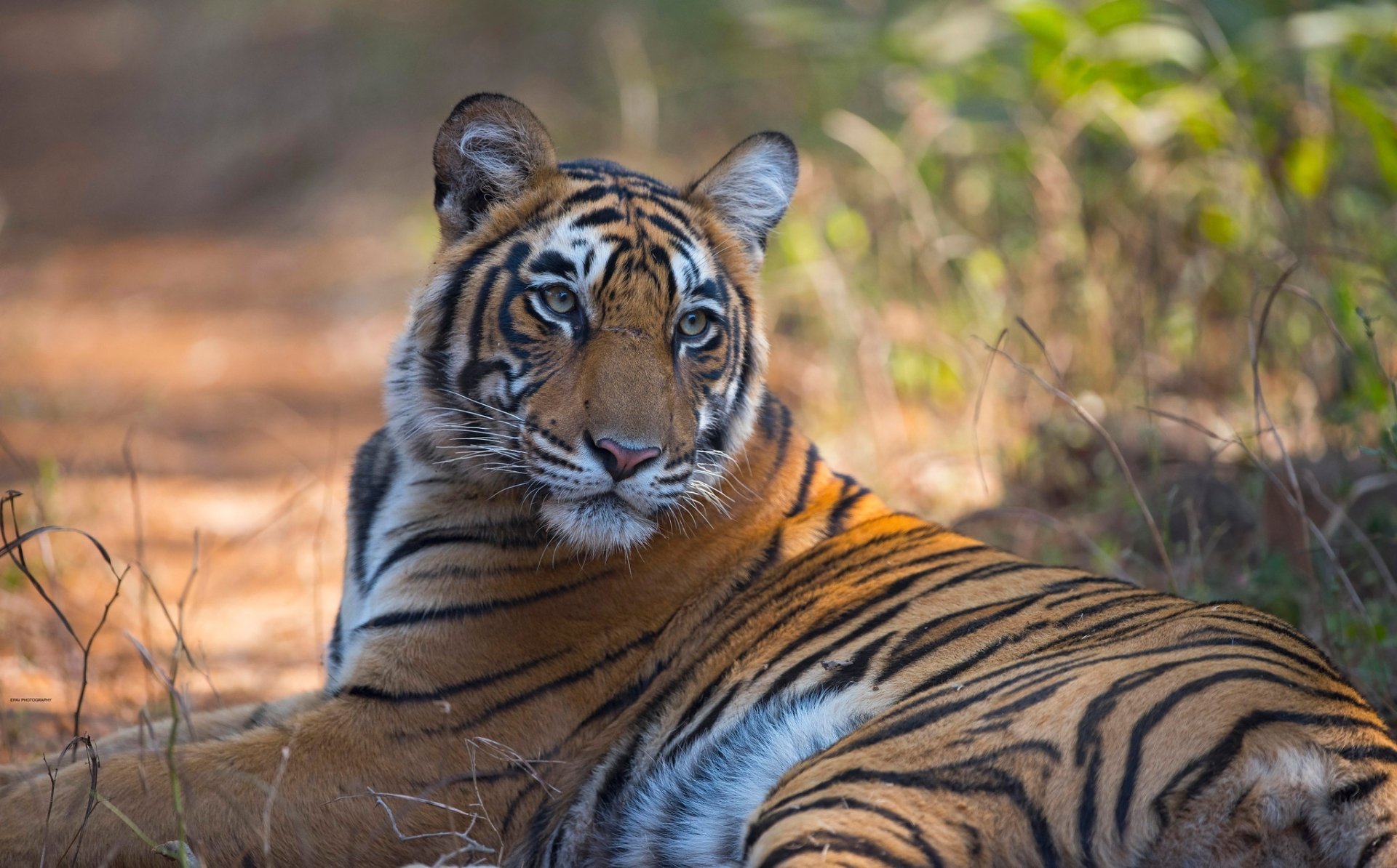 Majestic Tiger in Nature | HD Animal Wallpaper | 2047x1273 | Wallpaper ...