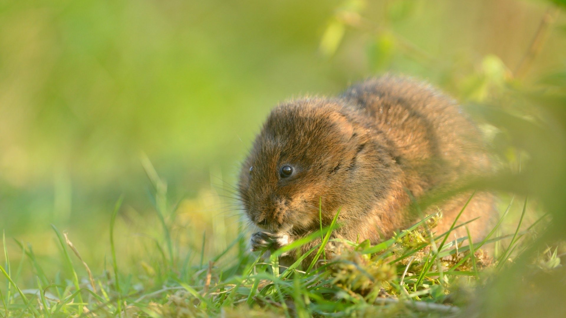 Download Vole Animal Rodent HD Wallpaper