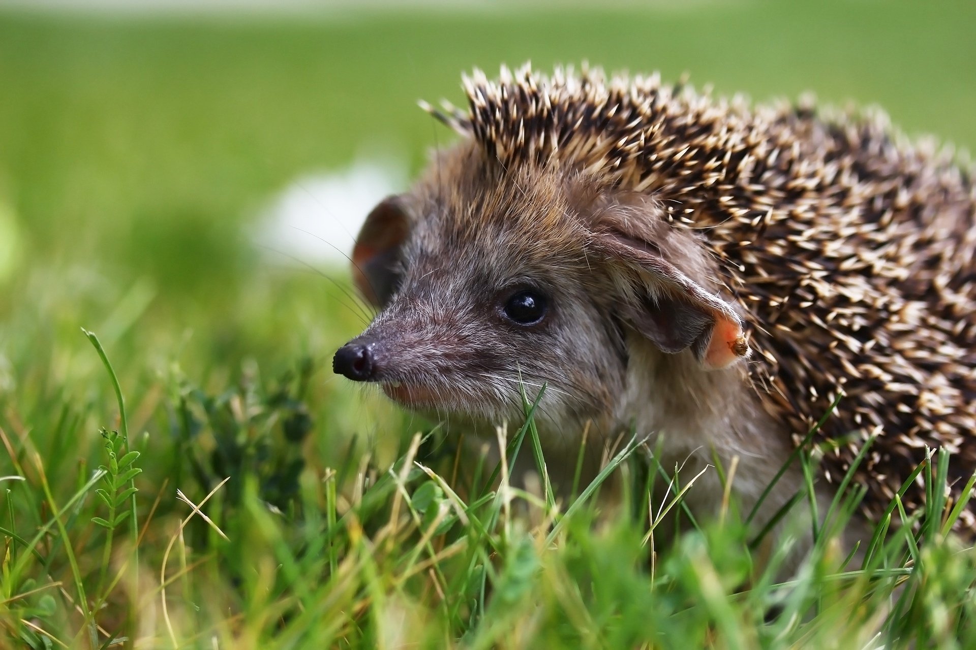 Download Close-up Animal Hedgehog HD Wallpaper