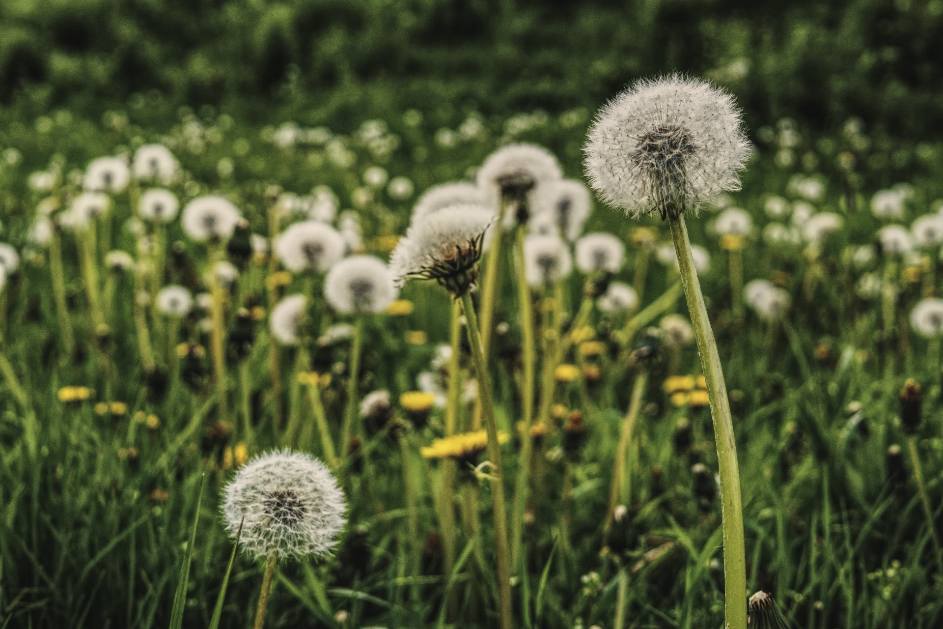 Download Close-up Summer Nature Dandelion 4k Ultra HD Wallpaper