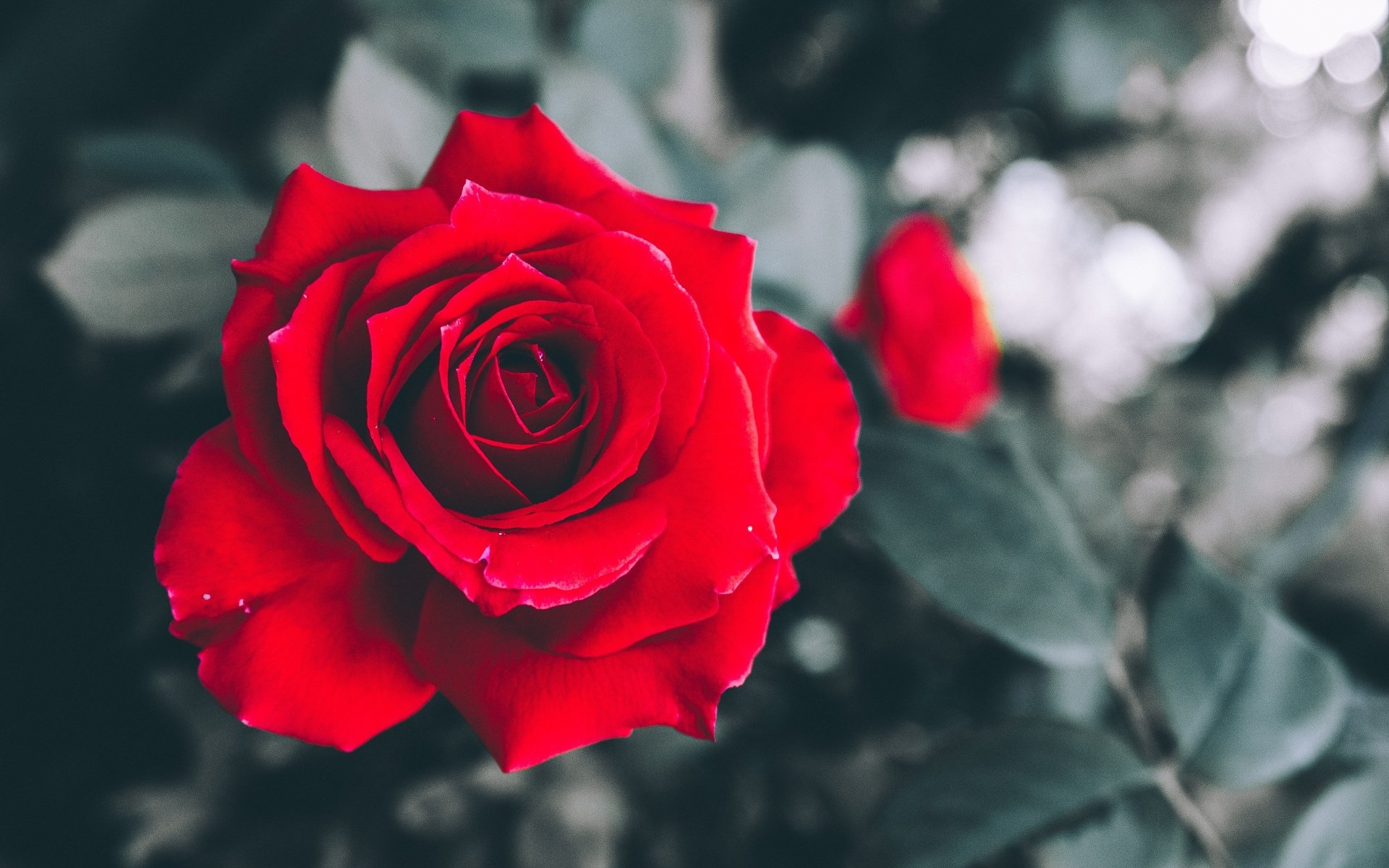 Download Red Rose Blur Bud Red Flower Nature Rose 4k Ultra HD Wallpaper