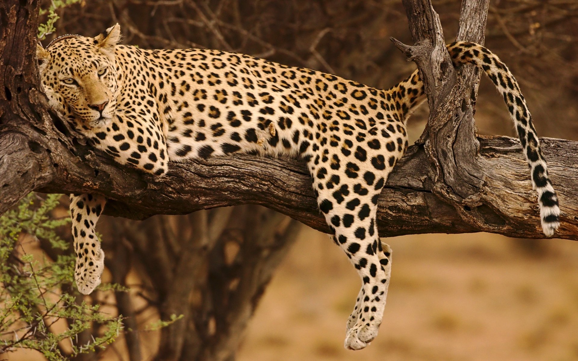 Download Animal Leopard HD Wallpaper | 2048x1279 | Wallpaper Abyss