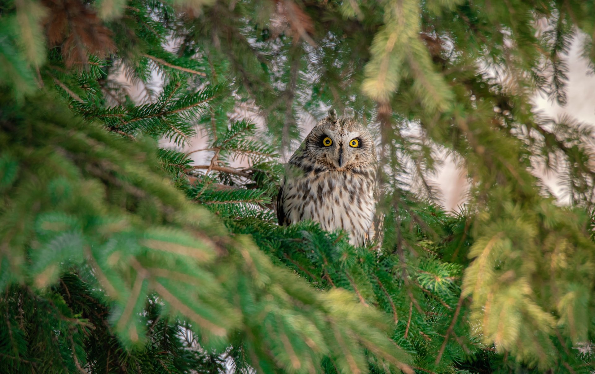 Download Bird Animal Owl 4k Ultra HD Wallpaper