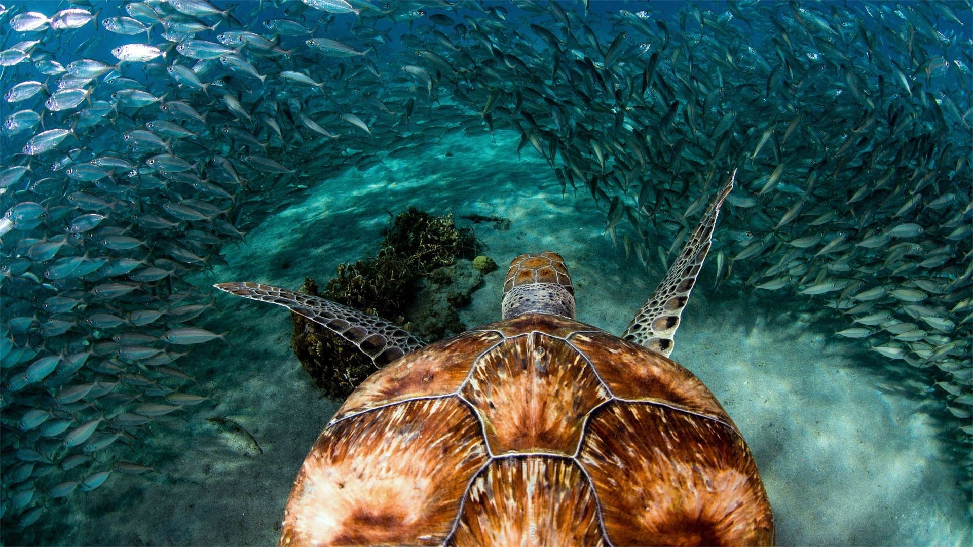 Download Underwater Sea Life Fish Animal Turtle HD Wallpaper