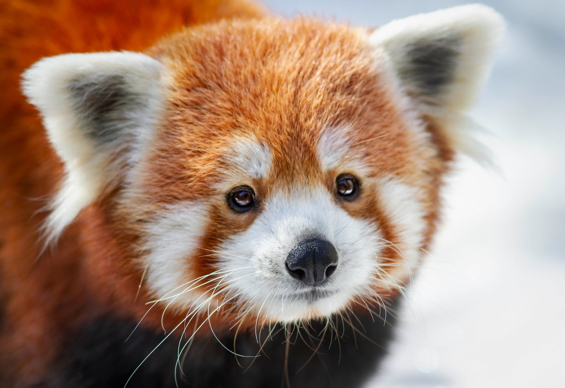 Download Animal Red Panda HD Wallpaper