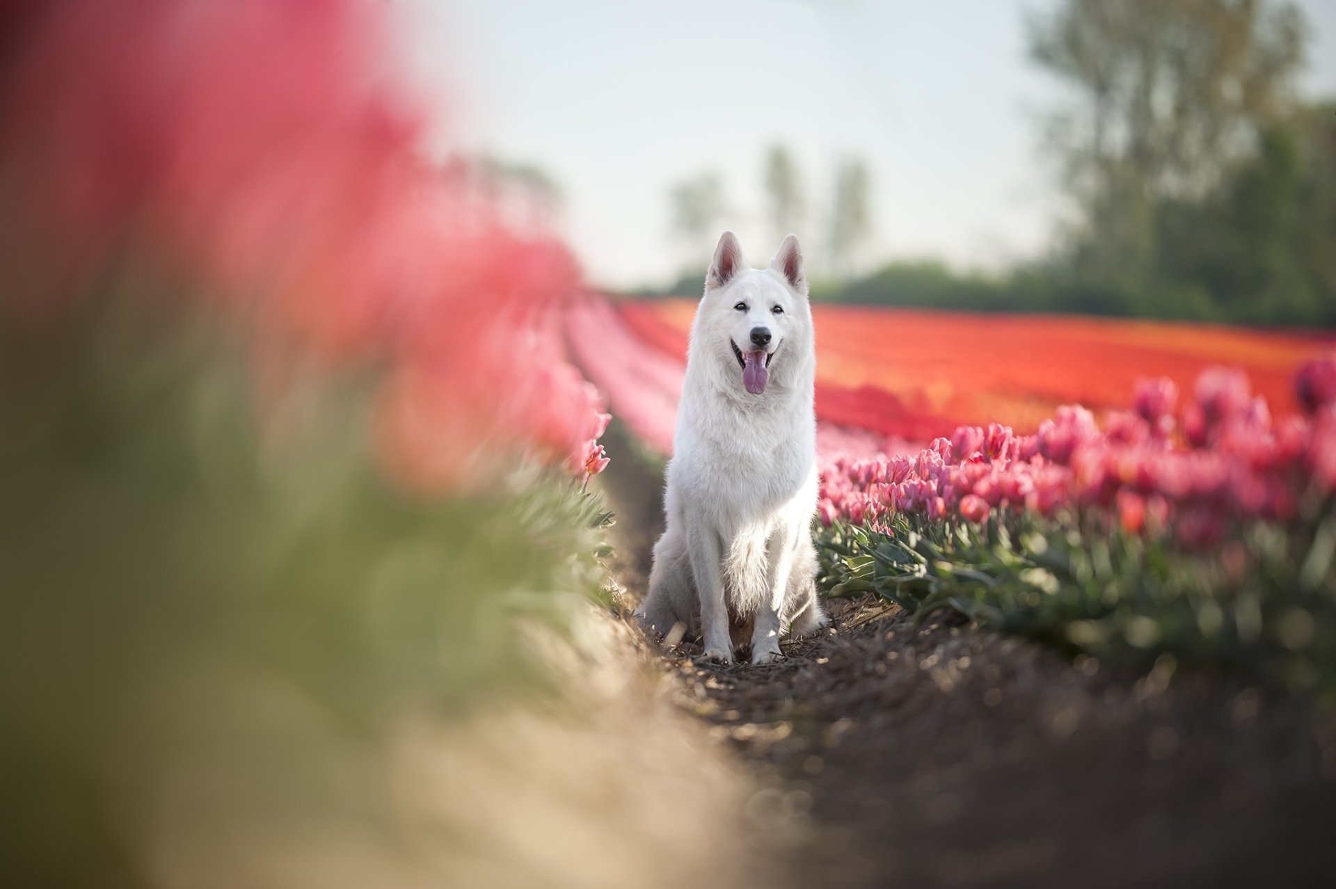 Download Flower Tulip Dog Animal Swiss Shepherd HD Wallpaper by Mona Höhler