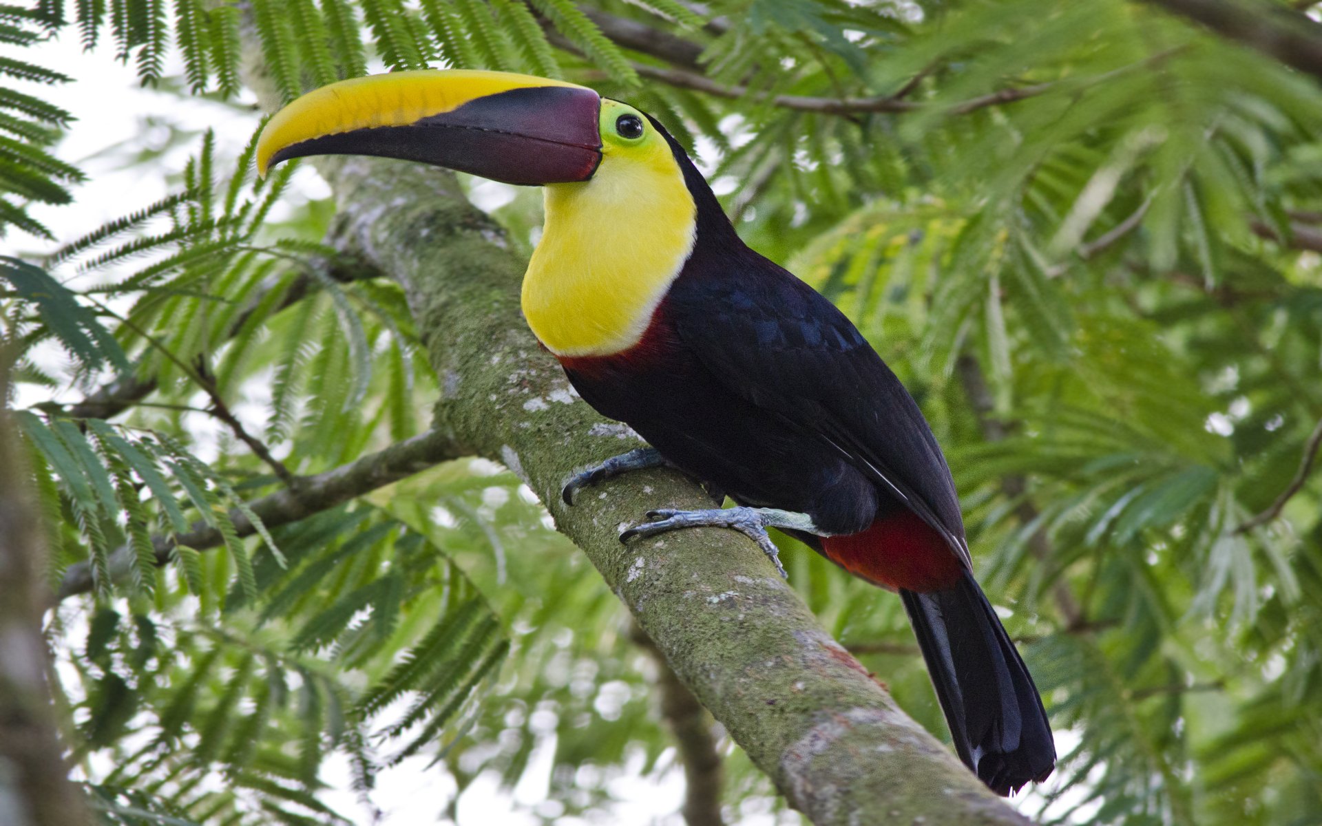 Download Branch Bird Animal Toucan 4k Ultra HD Wallpaper