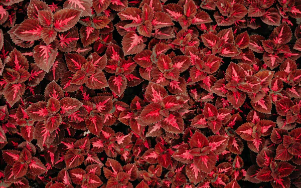 [10+] Coleus Wallpapers