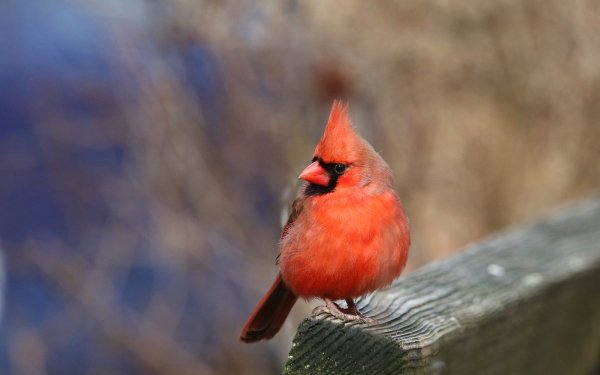 Northern Cardinal 4k Wallpapers
