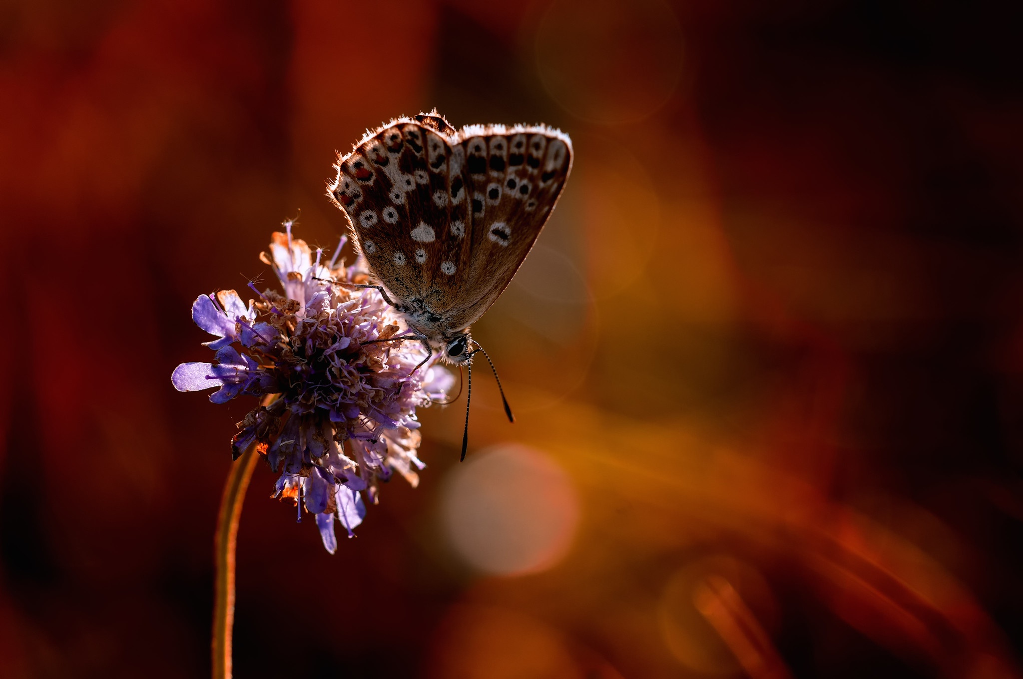 Download Macro Insect Bokeh Flower Animal Butterfly HD Wallpaper