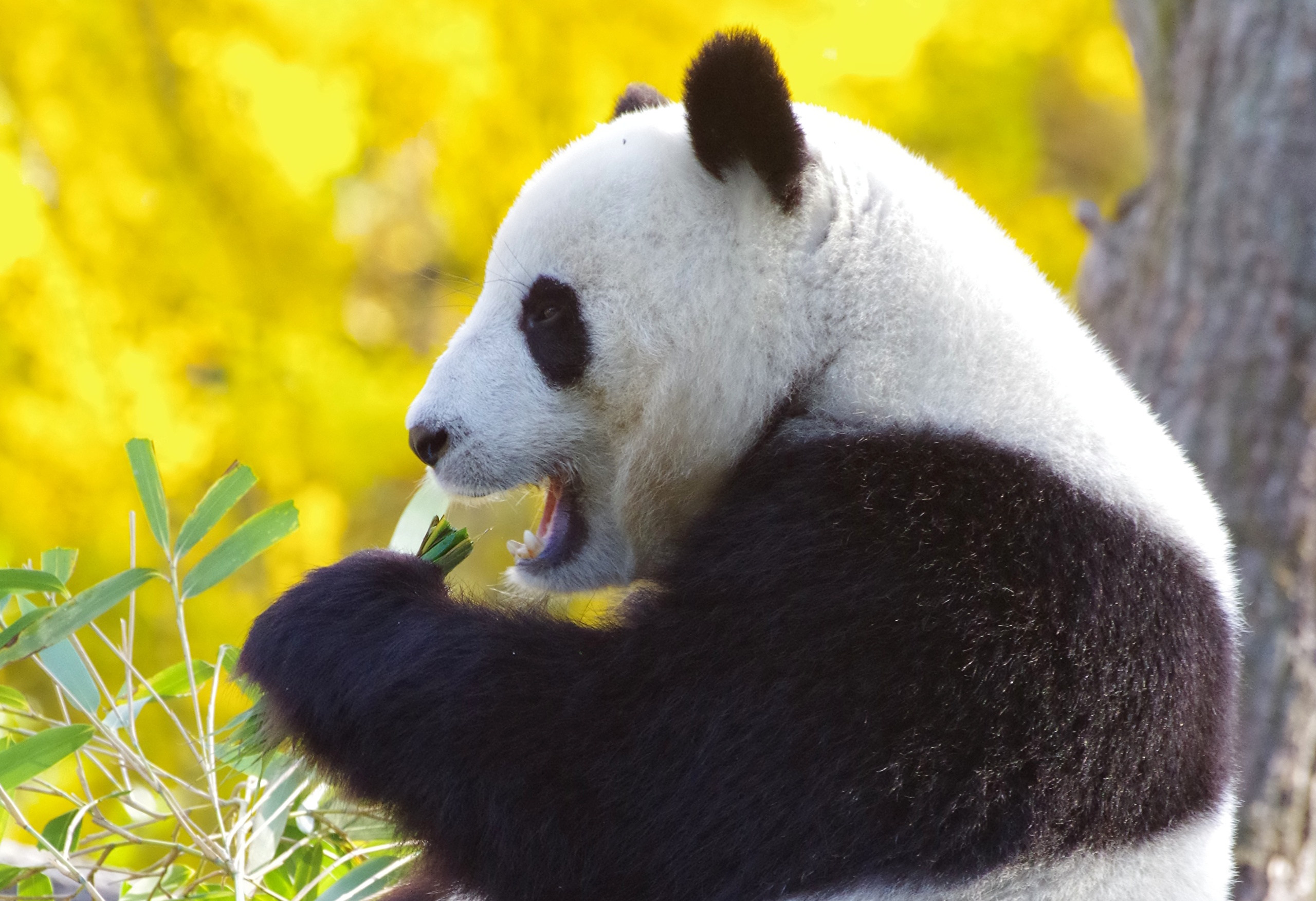 Download Animal Panda HD Wallpaper