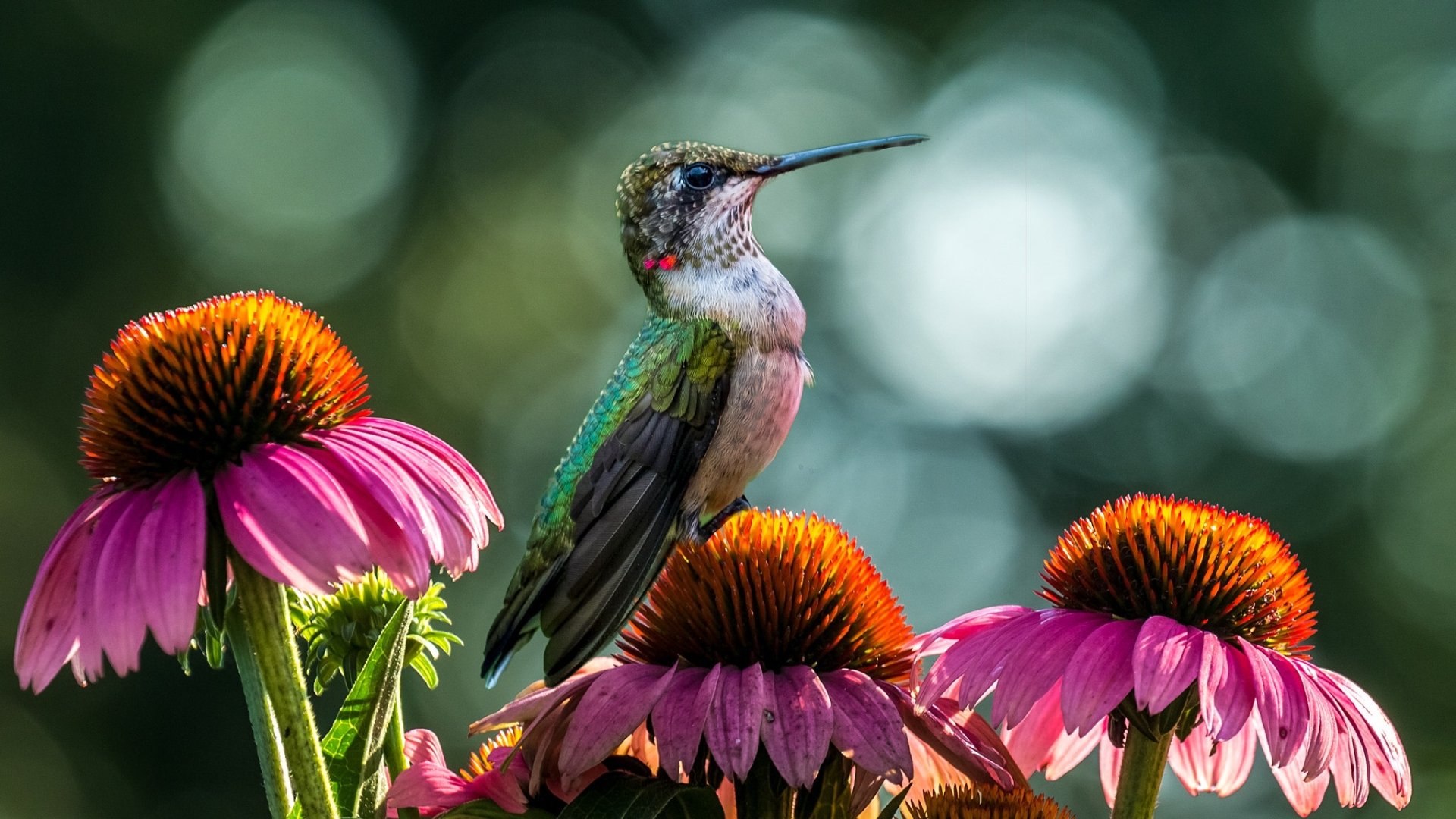 Download Close-up Bird Flower Animal Hummingbird HD Wallpaper