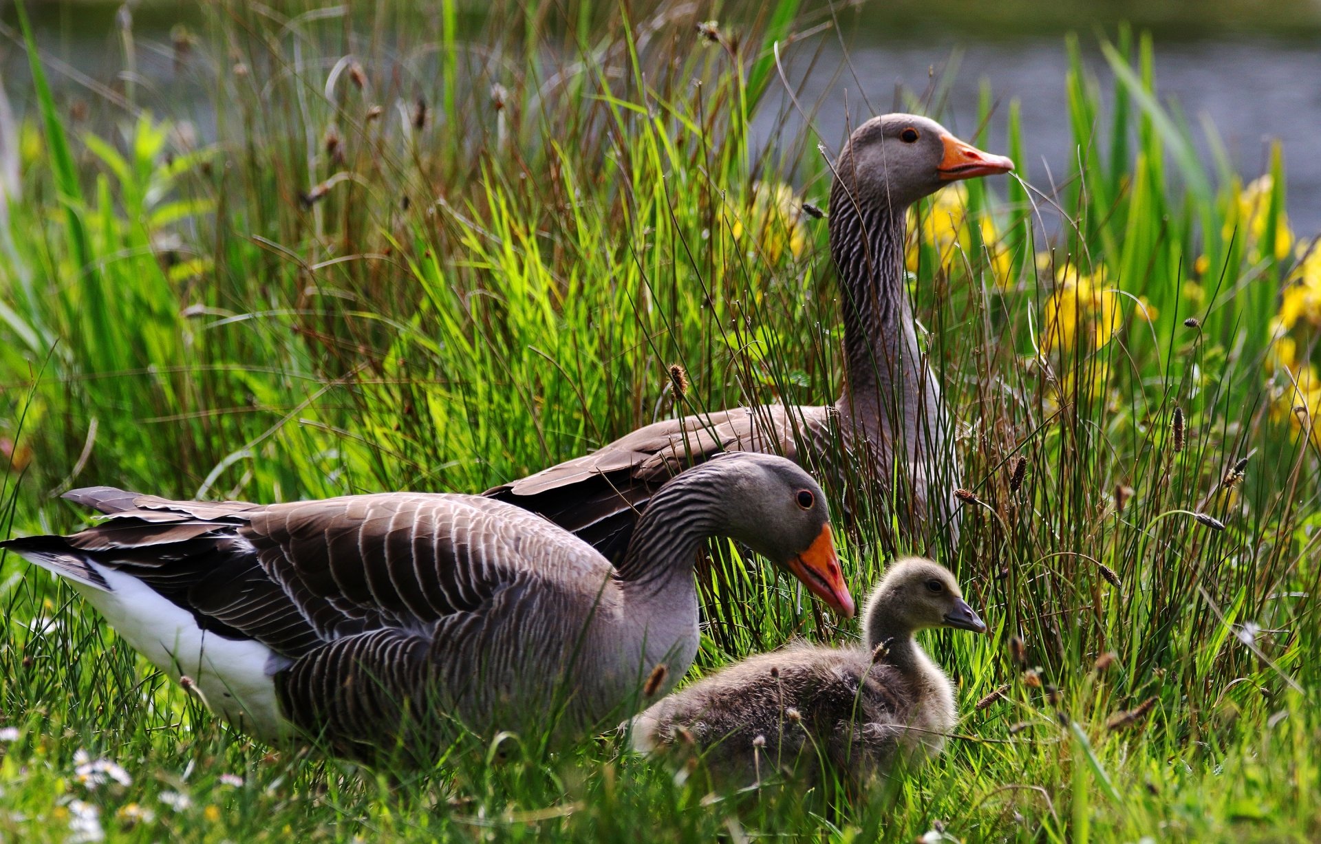 Download Baby Animal Bird Animal Goose HD Wallpaper