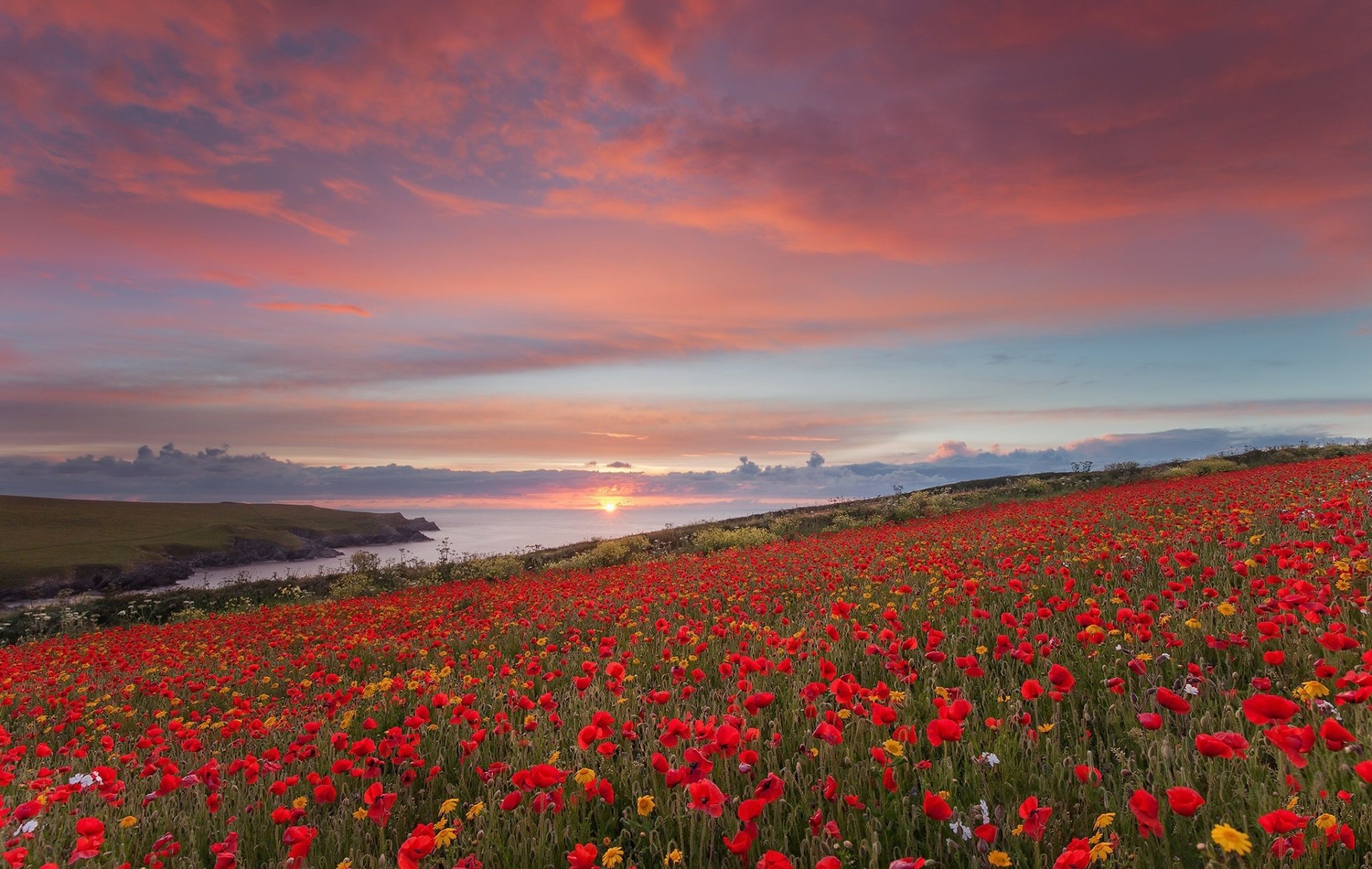 Download Horizon Cloud Red Flower Summer Flower Sunset Nature Poppy HD ...