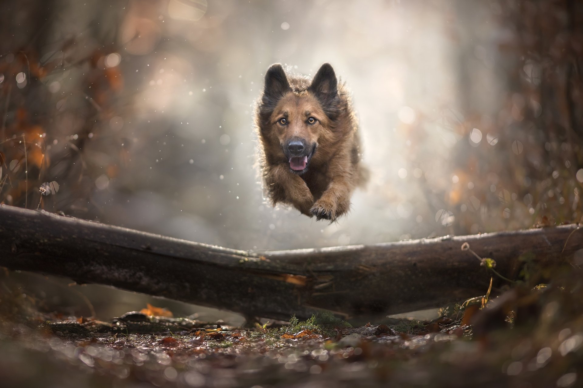 Download Depth Of Field Dog Animal German Shepherd HD Wallpaper
