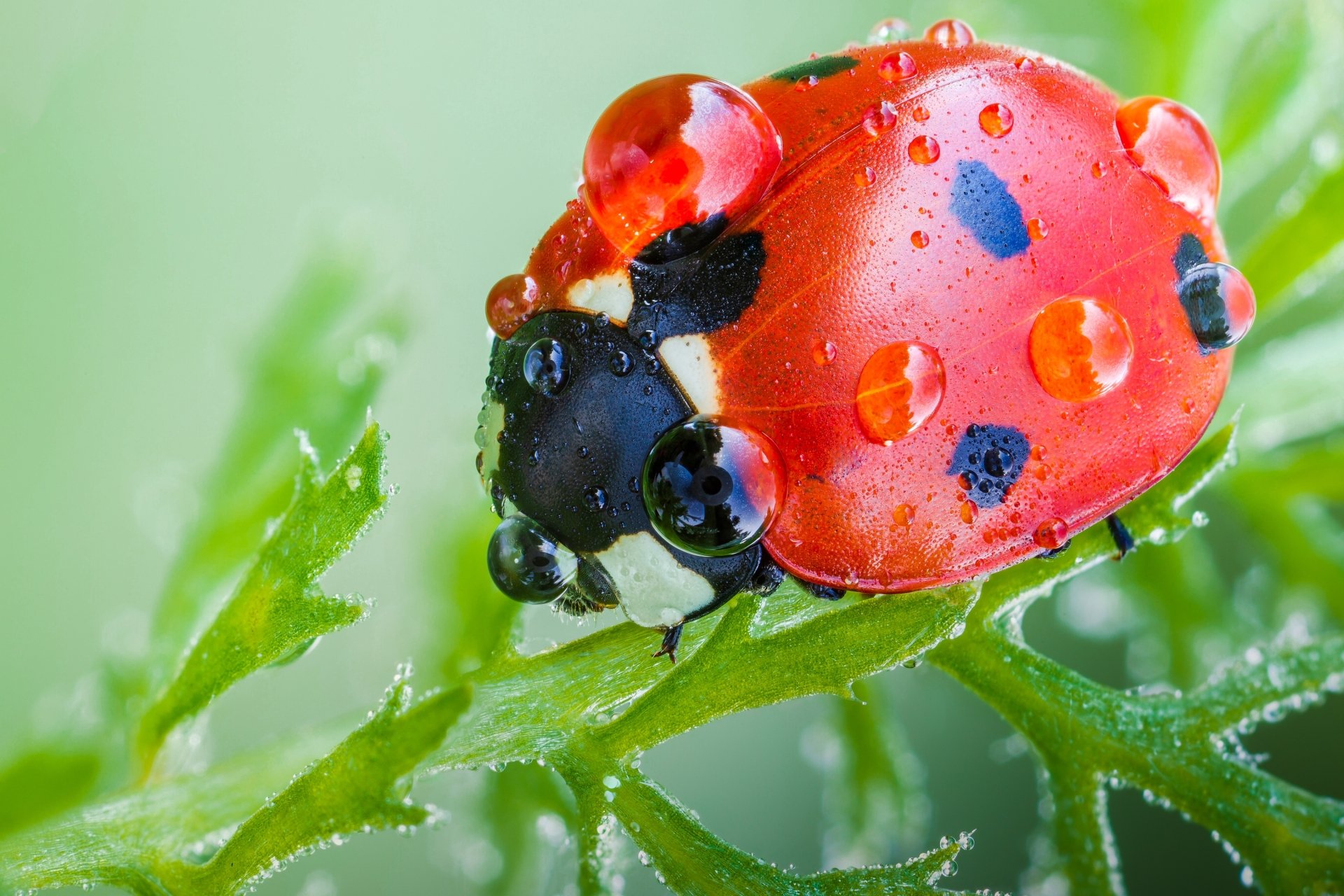 Download Insect Macro Water Drop Animal Ladybug HD Wallpaper
