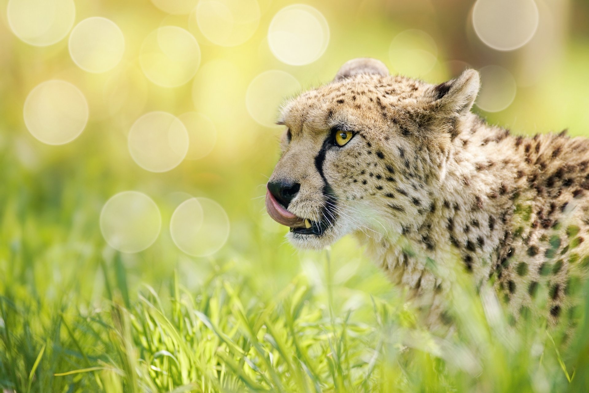 Download Bokeh Animal Cheetah 4k Ultra HD Wallpaper