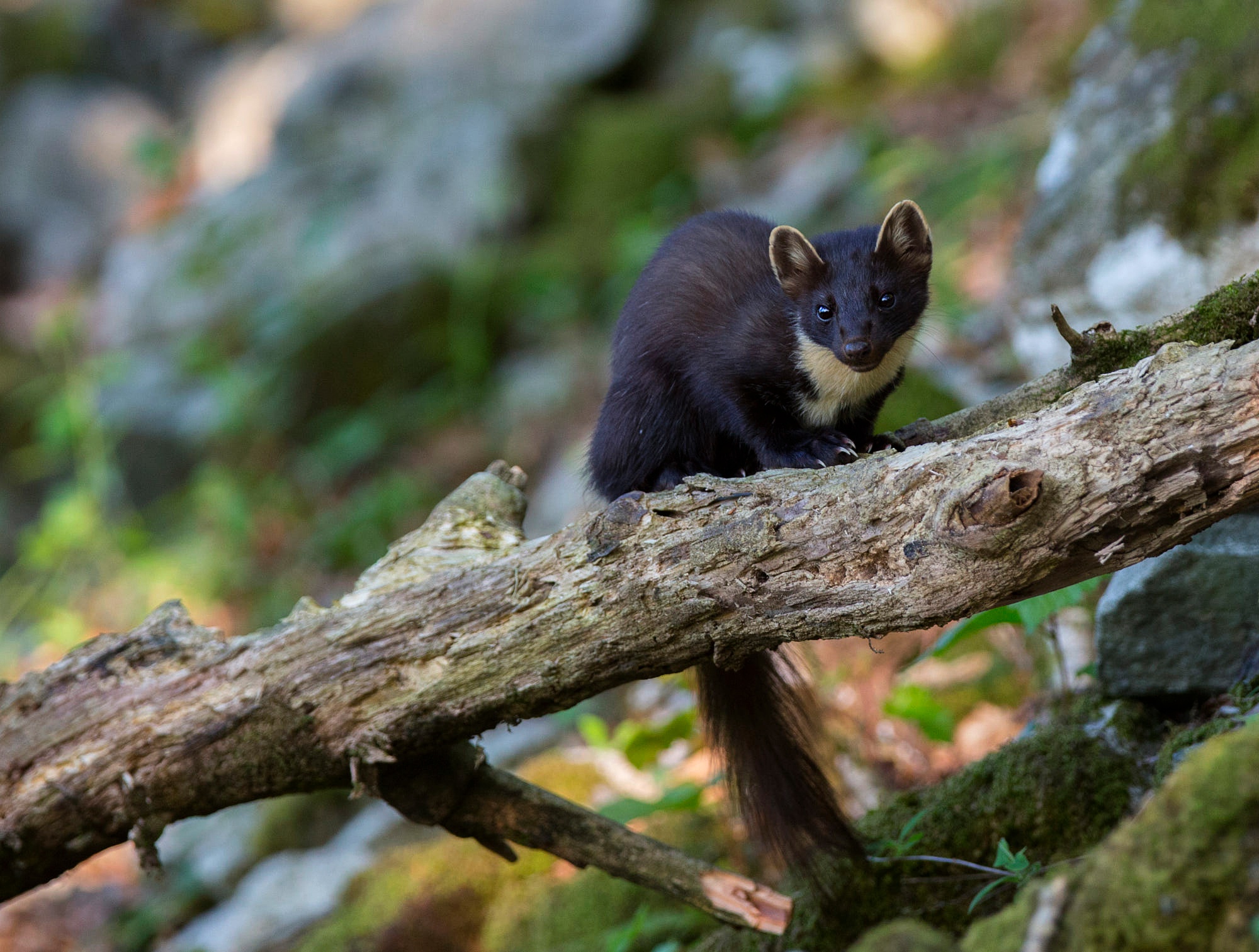 Download Animal Marten HD Wallpaper