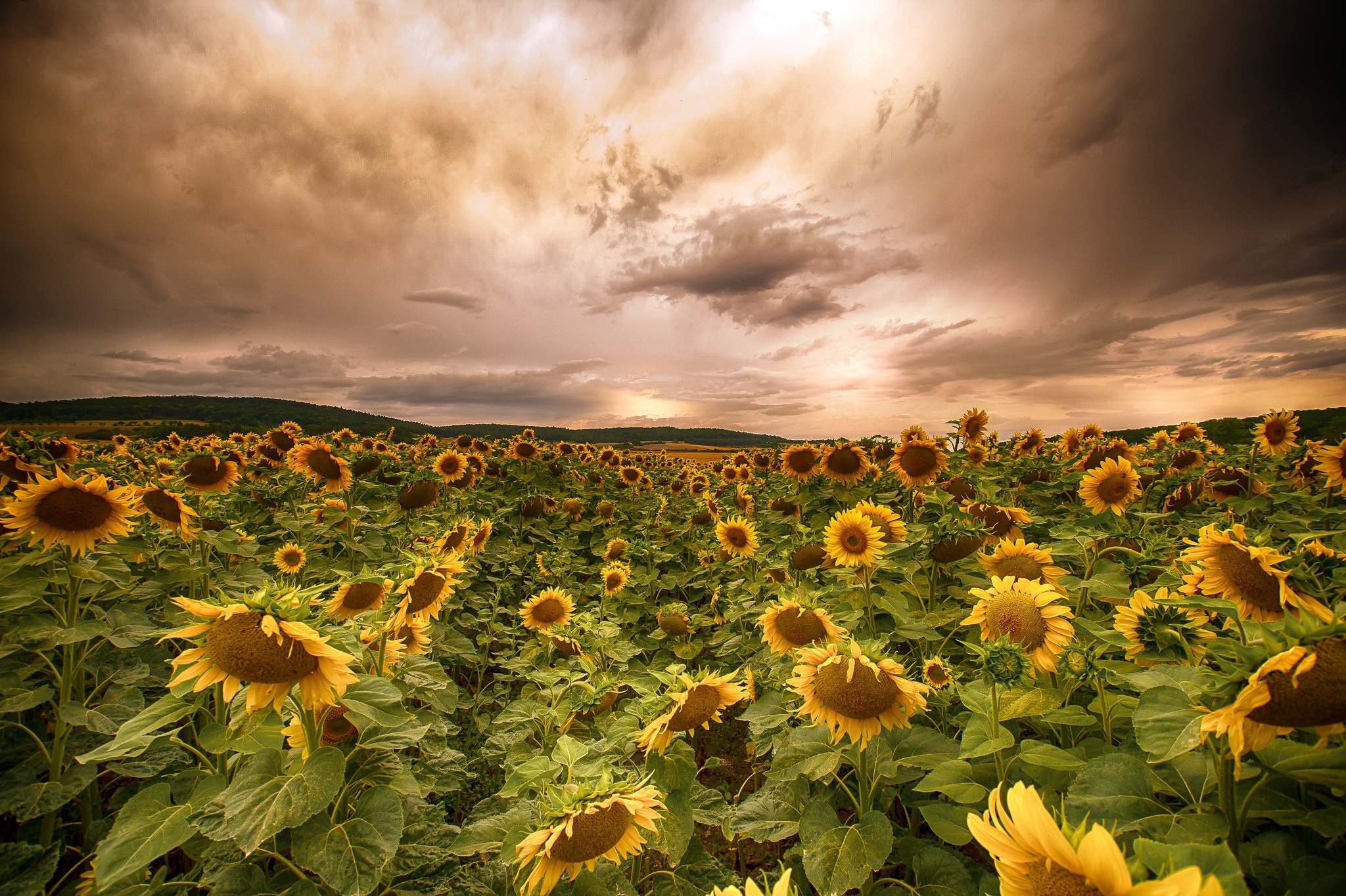 Radiant Sunflower Field Under Dramatic Summer Skies – HD Nature Wallpaper