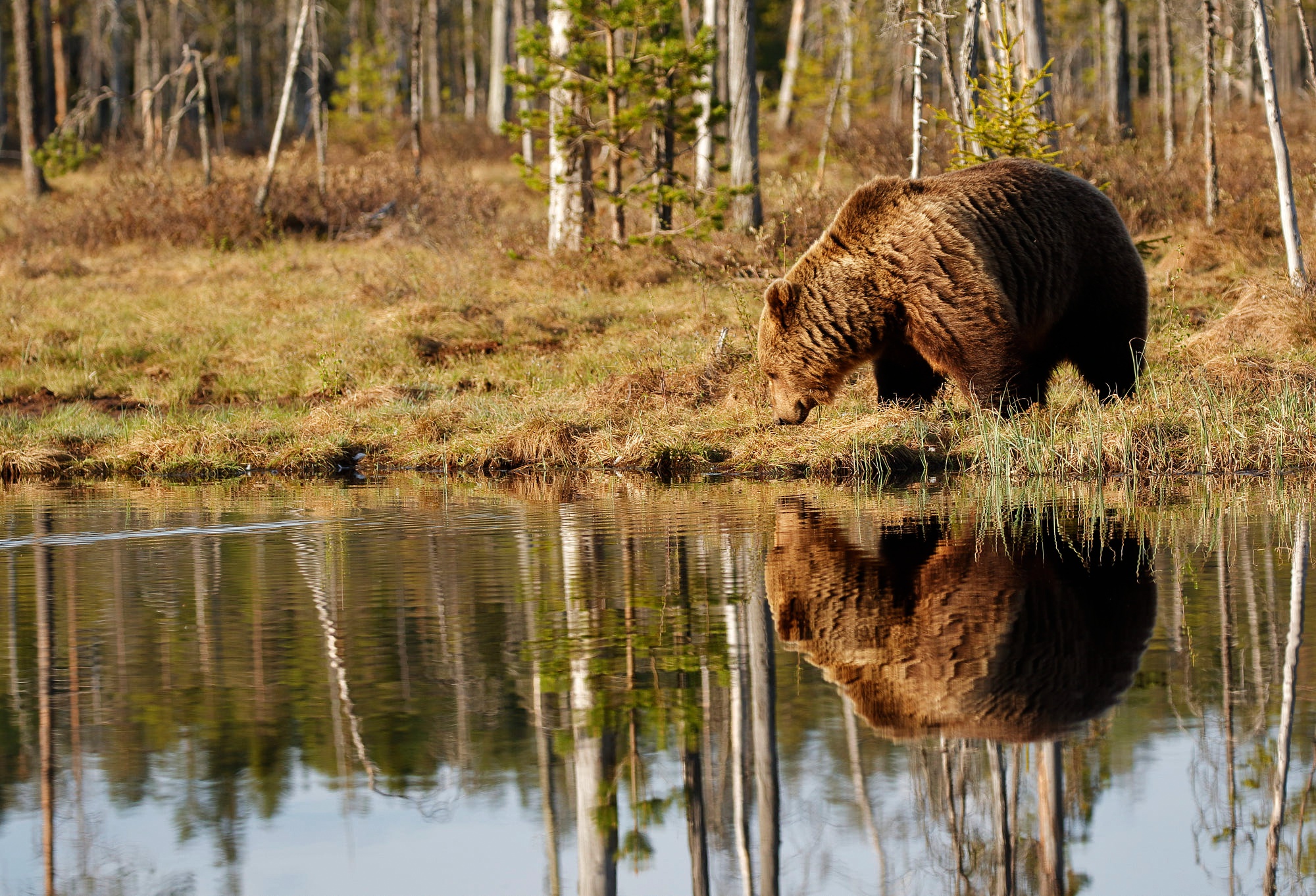 Download Nature Reflection Animal Bear HD Wallpaper