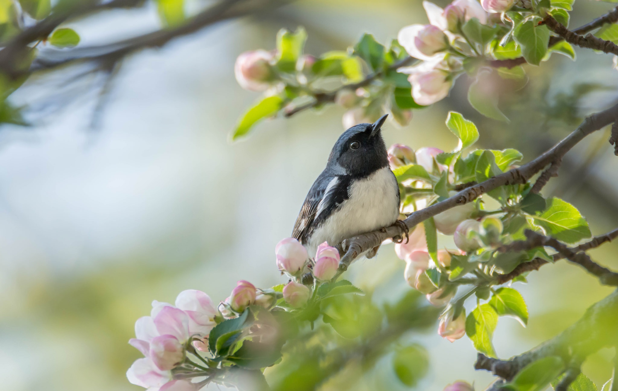 Download Blossom Animal Bird HD Wallpaper
