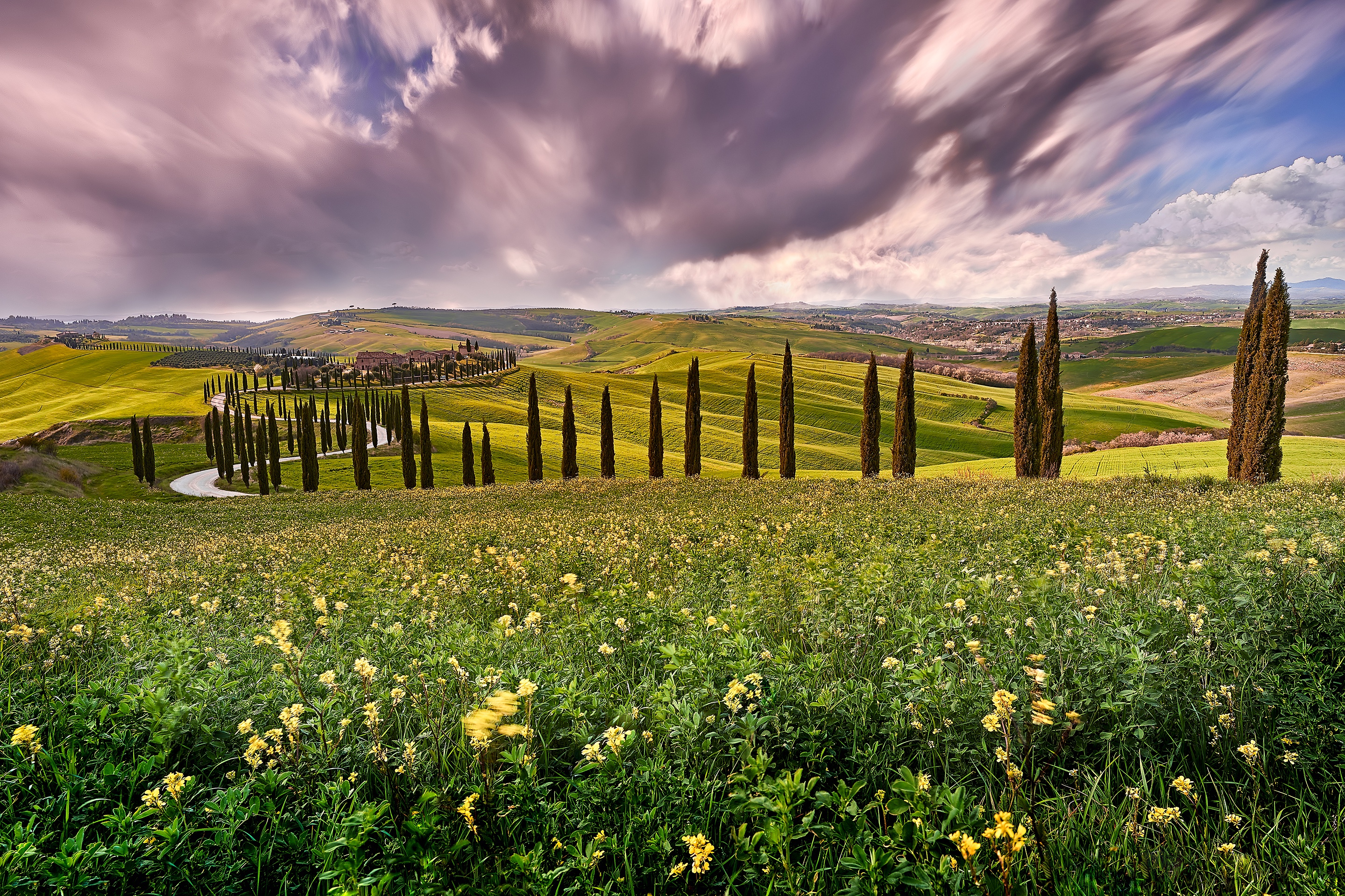 Wallpaper Morning Tuscany Cedars