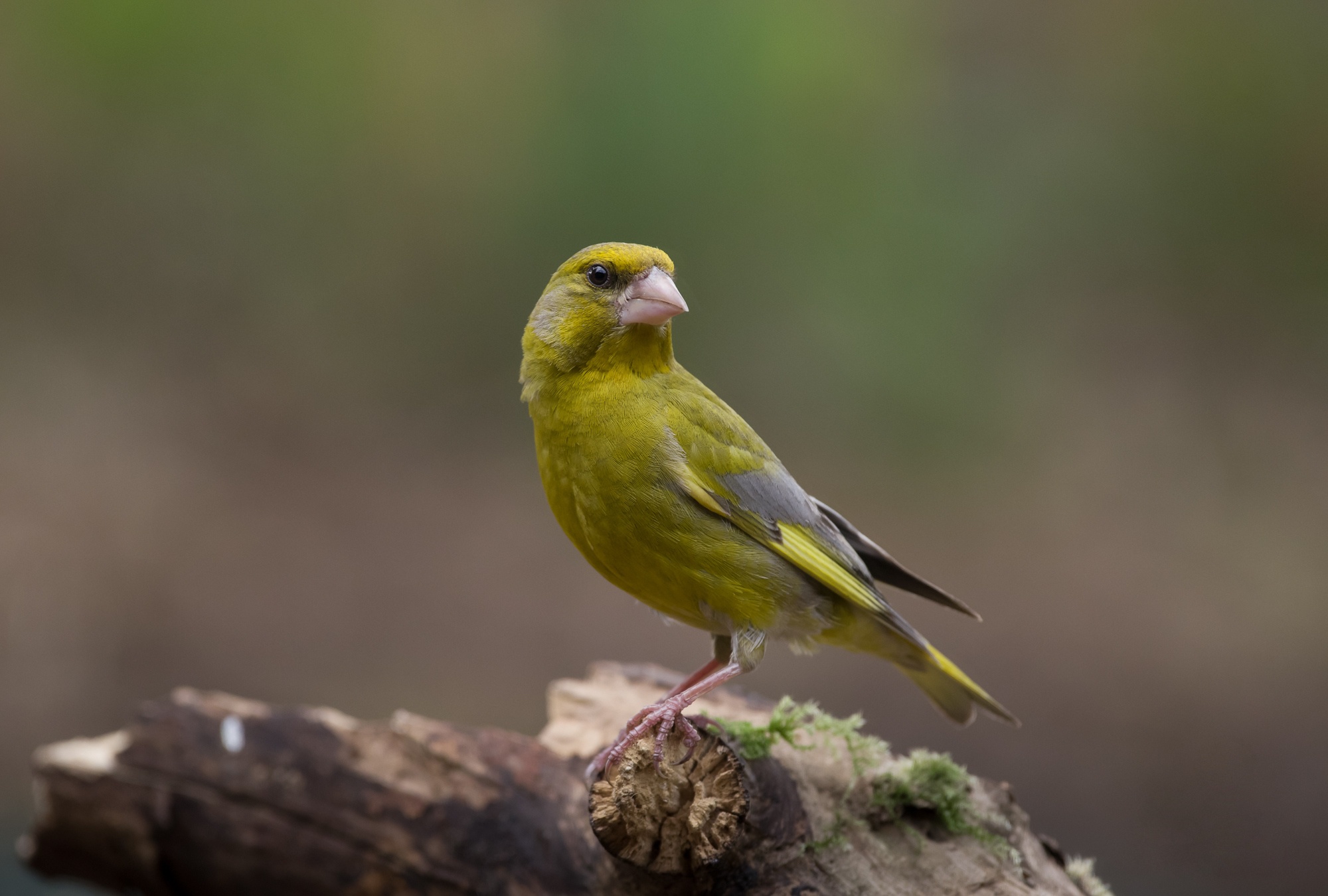 Download European Greenfinch Animal Finch HD Wallpaper