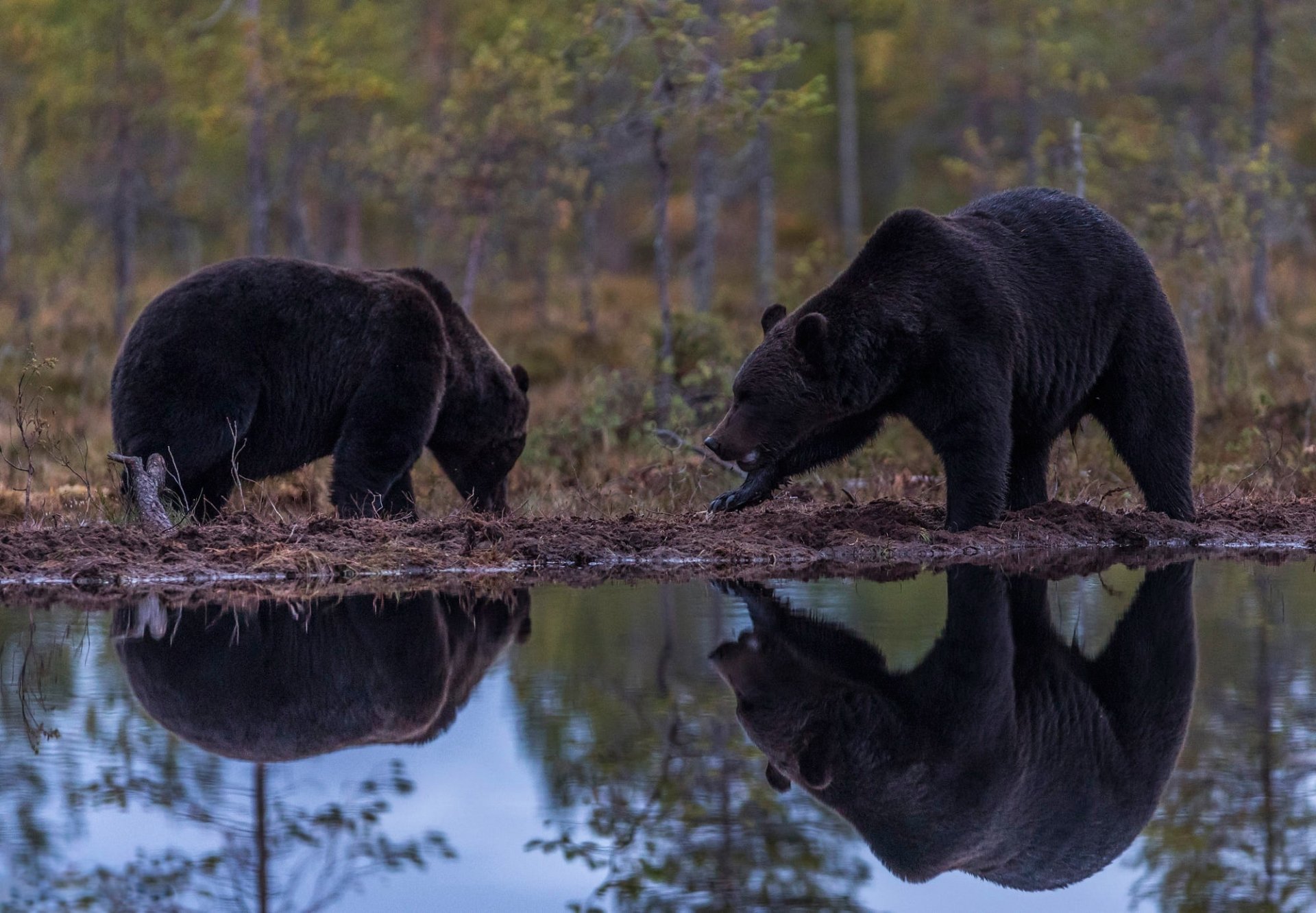 Majestic Bear Reflection – Stunning HD Animal Wallpaper