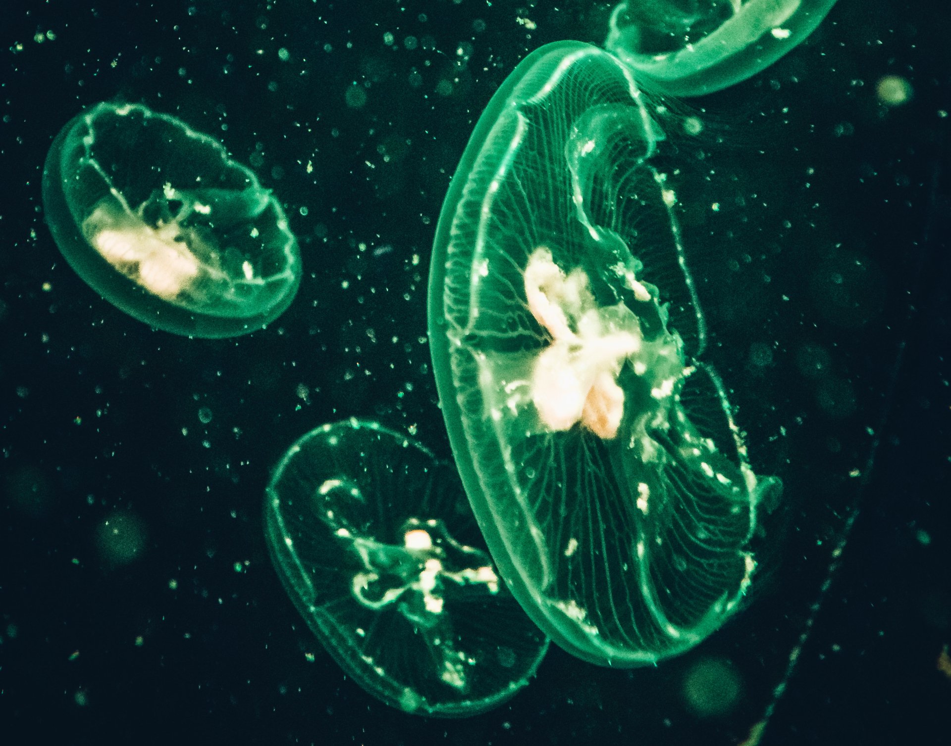 Download Sea Life Animal Jellyfish 4k Ultra HD Wallpaper by Leonid Danilov