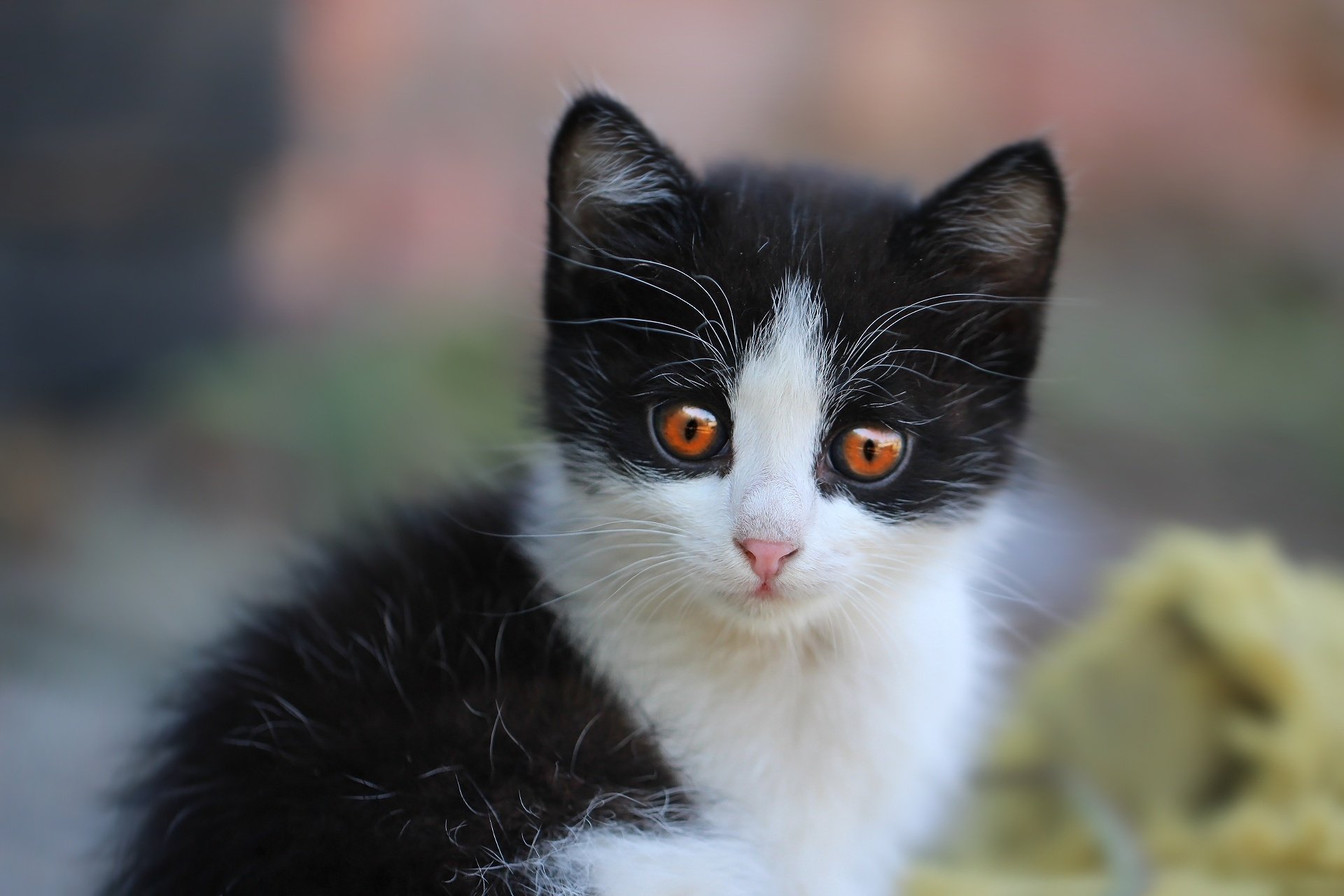 Download Baby Animal Kitten Animal Cat HD Wallpaper