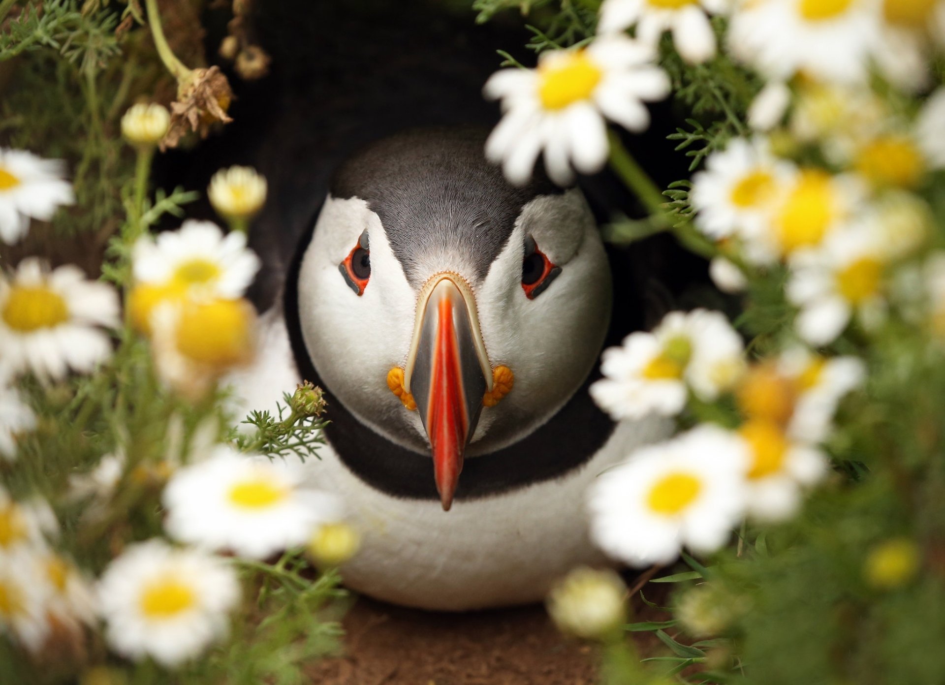 Download Bird Flower Animal Puffin HD Wallpaper