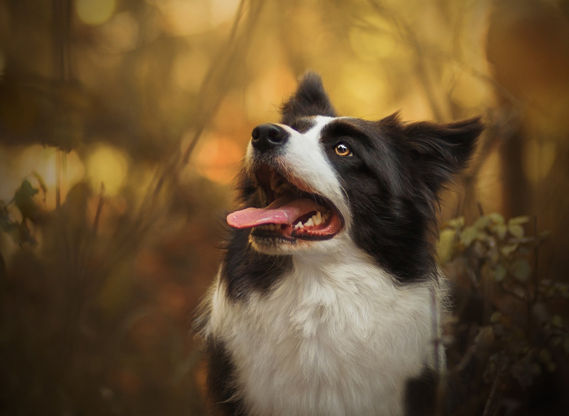 Download Dog Animal Border Collie HD Wallpaper