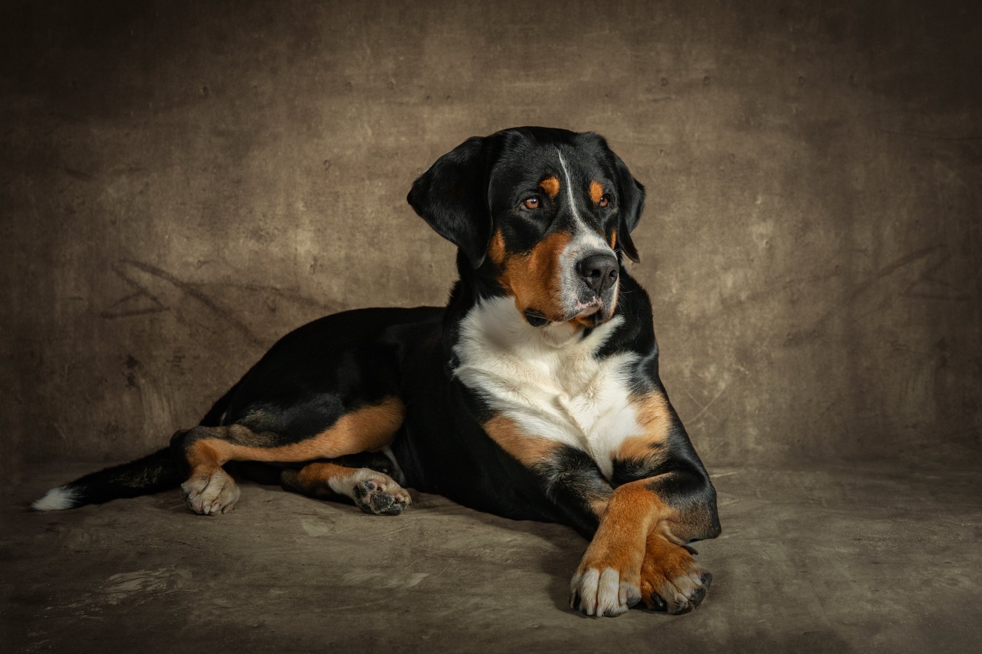 Appenzeller Sennenhund Wallpapers Appenzeller Sennenhund Wallpapers