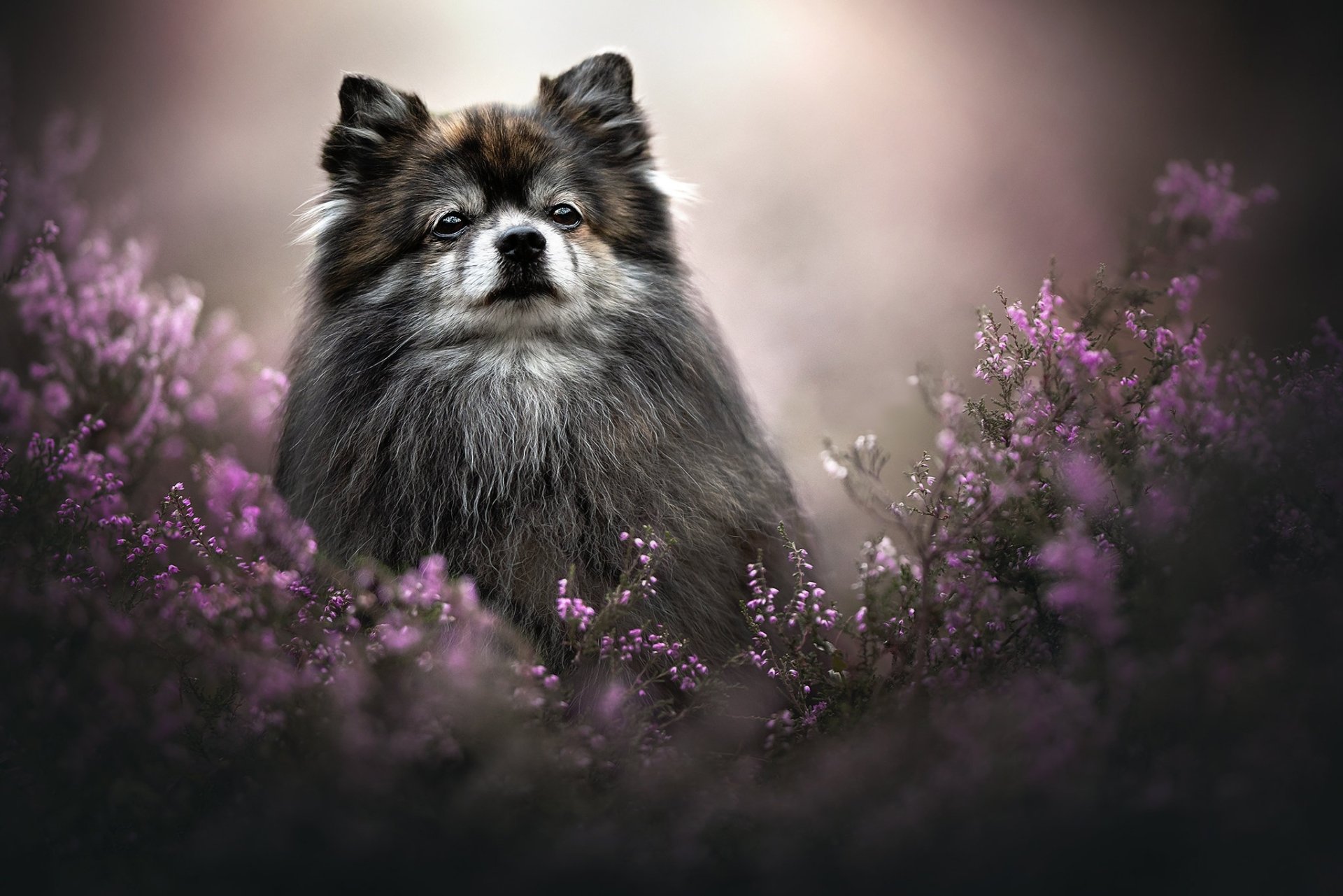 Download Flower Heather Animal Dog HD Wallpaper