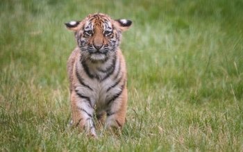 Download Baby Animal Tiger Cub Animal PFP