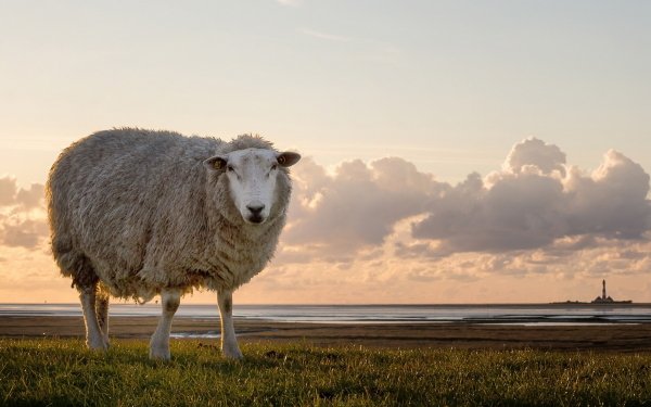 Sheep's Head Ireland HD Wallpaper | Background Image | 1920x1200 | ID ...