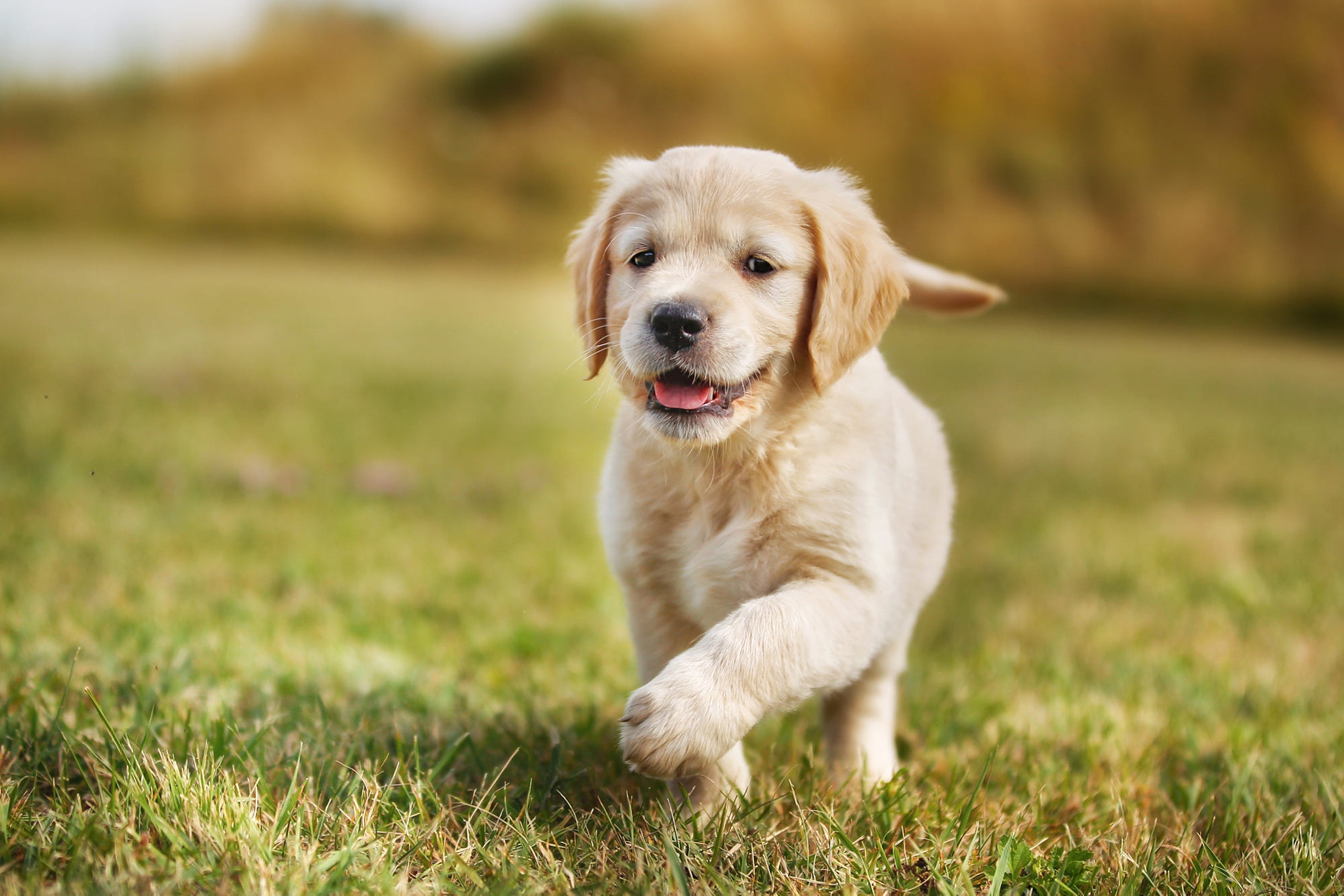 Download Baby Animal Dog Puppy Animal Golden Retriever HD Wallpaper